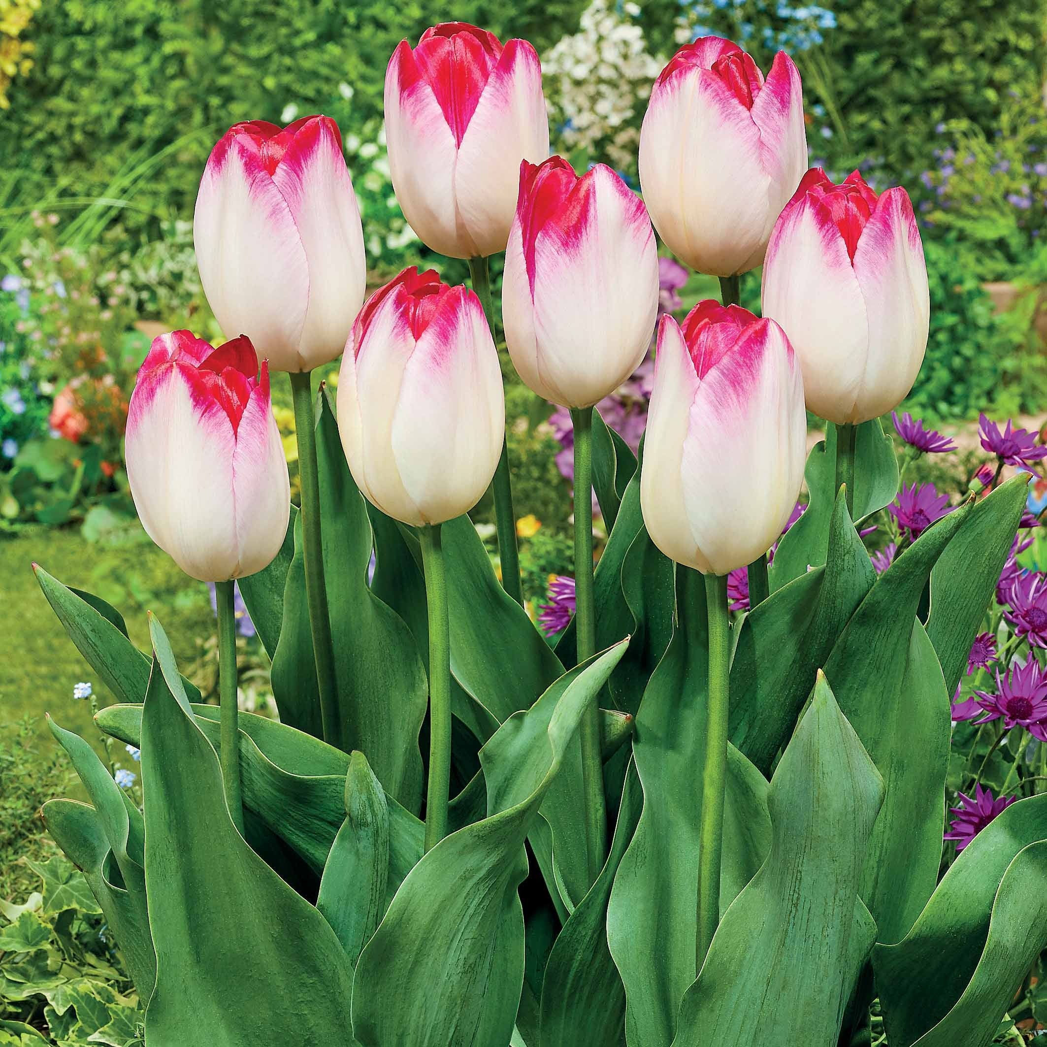 Bloembollen Triumph tulpen 'Supri Erotic' (x10) - Tulipa supri erotic | Bakker.com