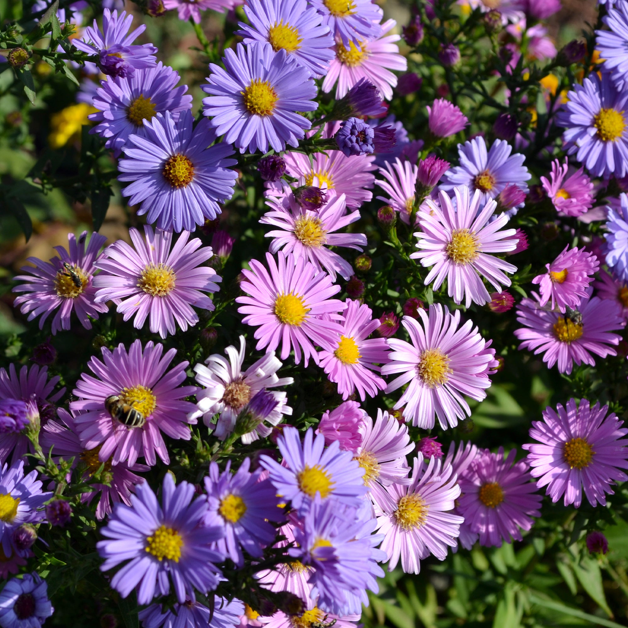 Zaden Alpenaster Mix - Aster alpinus | Bakker.com