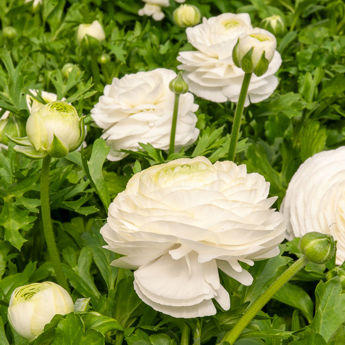 Bloembollen Witte Ranonkels - Ranunculus white | Bakker.com
