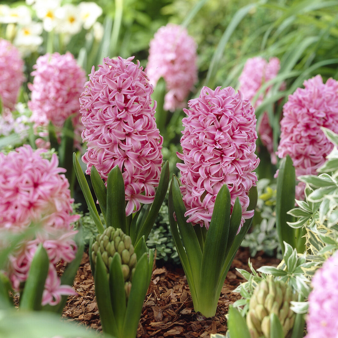 Bloembollen Hyacint Pink Pearl - Hyacinthus orientalis Pink Pearl | Bakker.com