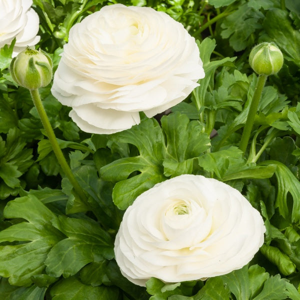Bloembollen Witte Ranonkels - Ranunculus white | Bakker.com