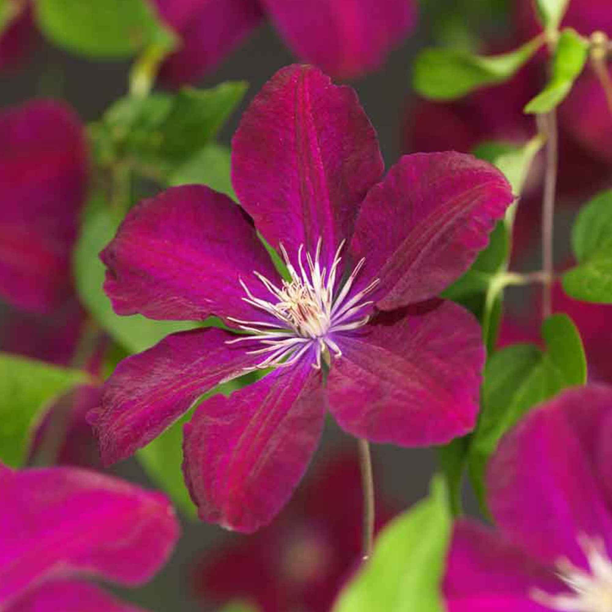 Hybride ijzerkruid - Glandularia x hybrida | Online kopen op Bakker.com