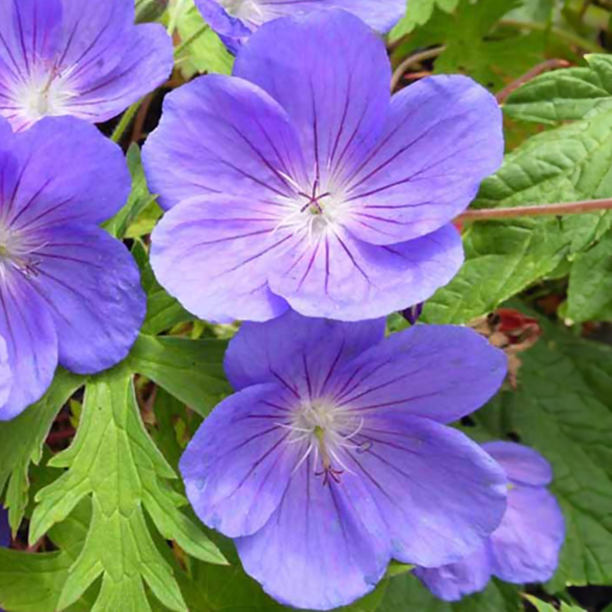 Madeira ooievaarsbek - Geranium maderense | Online kopen op Bakker.com