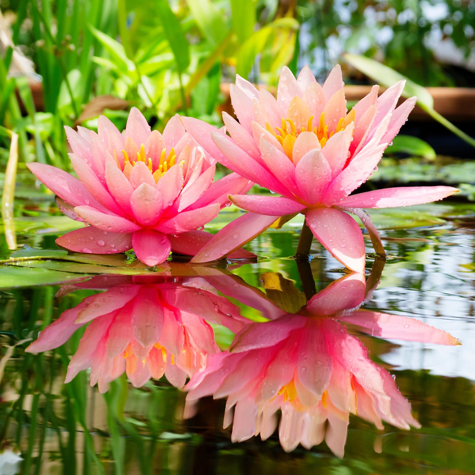 Gele plomp - Nuphar | Online kopen op Bakker.com