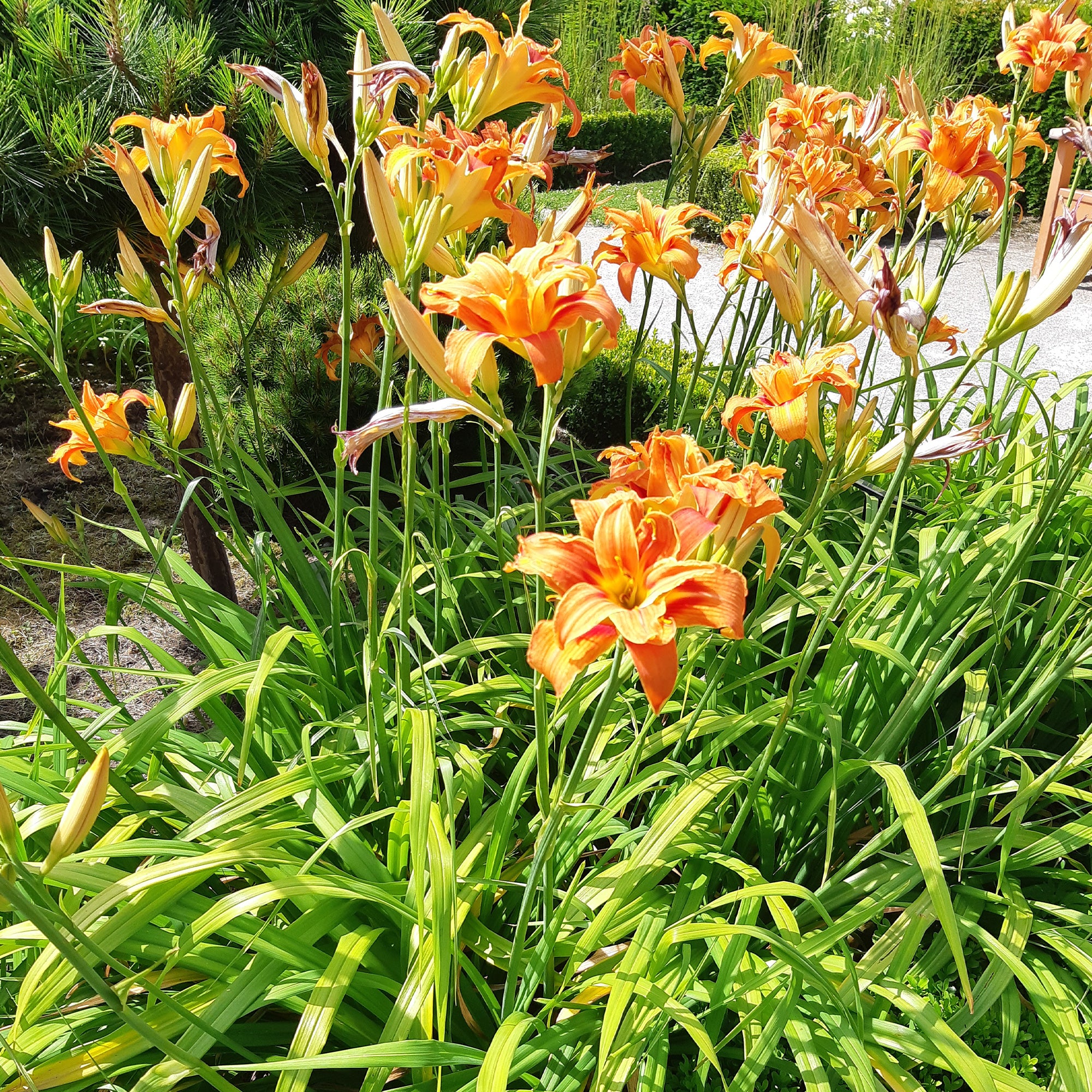 Gevulde Daglelie Flore Pleno - Hemerocallis fulva flore pleno | Bakker.com