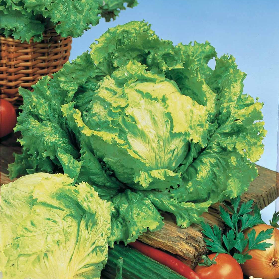 Zaden Batavia sla 'Dorée de Printemps' - Lactuca sativa capitata dorée ...