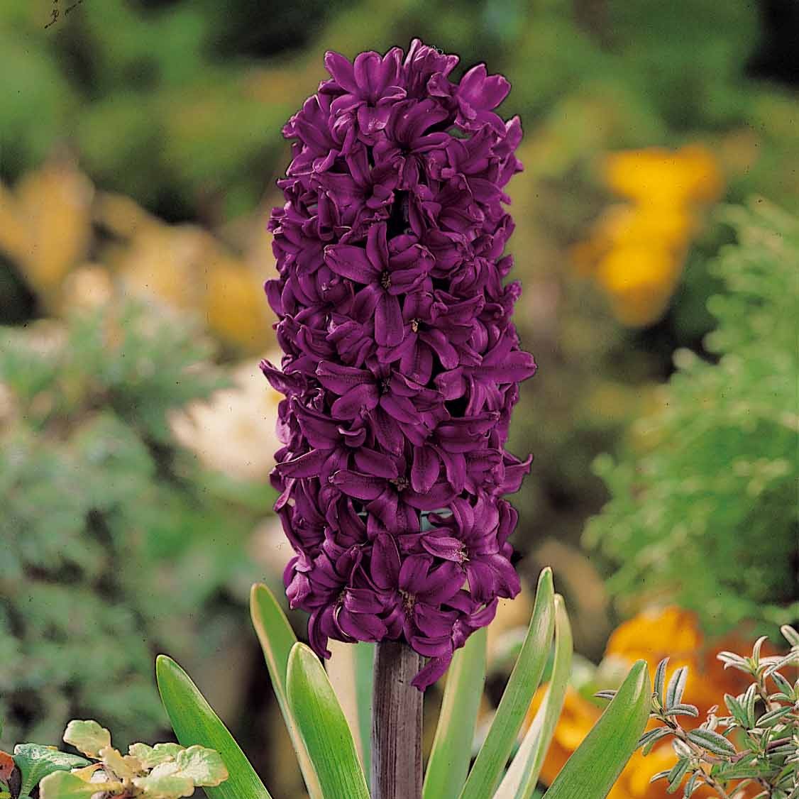 Bloembollen Hyacinthen 'Woodstock' (x6) - Hyacinthus orientalis ...