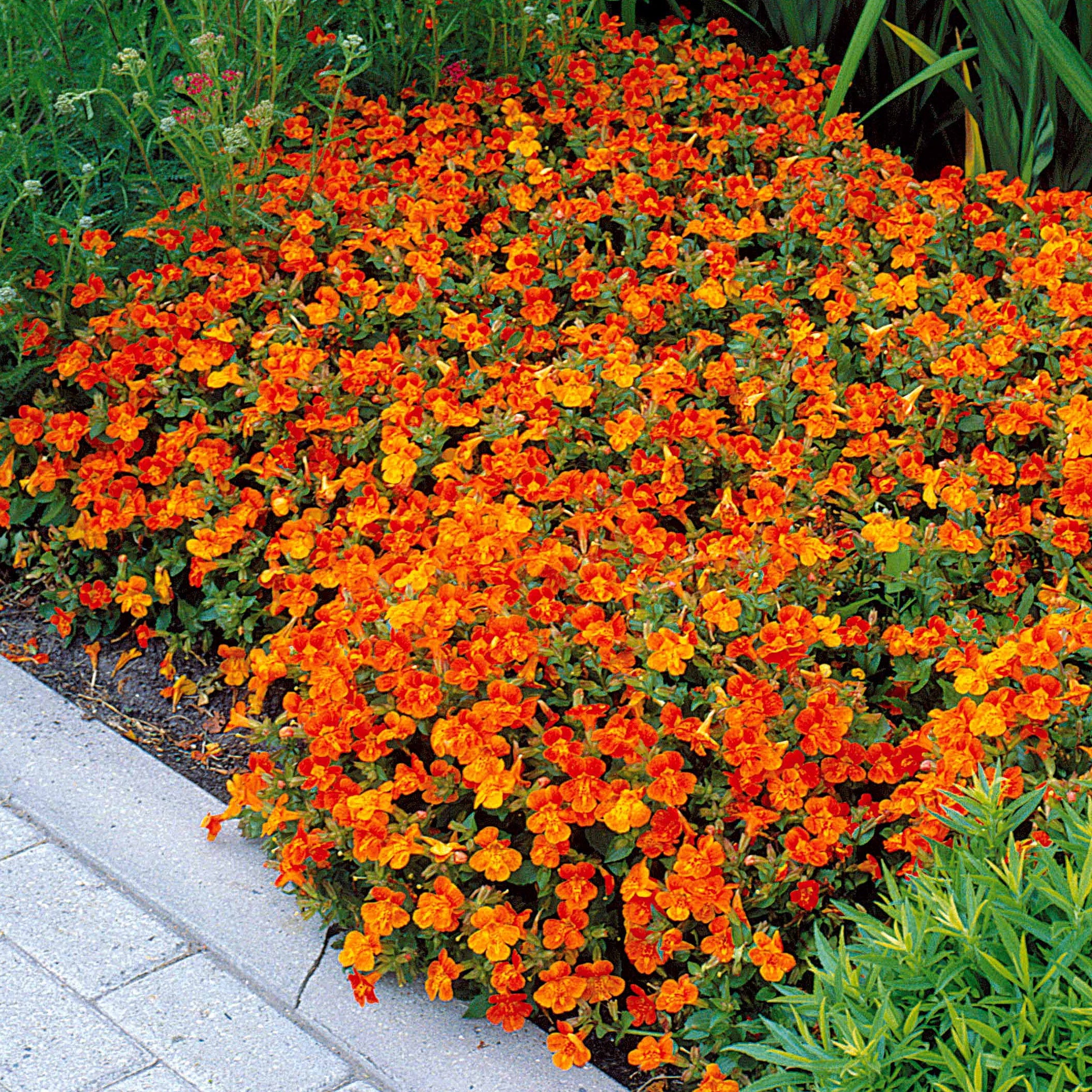 Maskerbloem 'Orange Glow' (x5) - Mimulus orange glow | Bakker.com