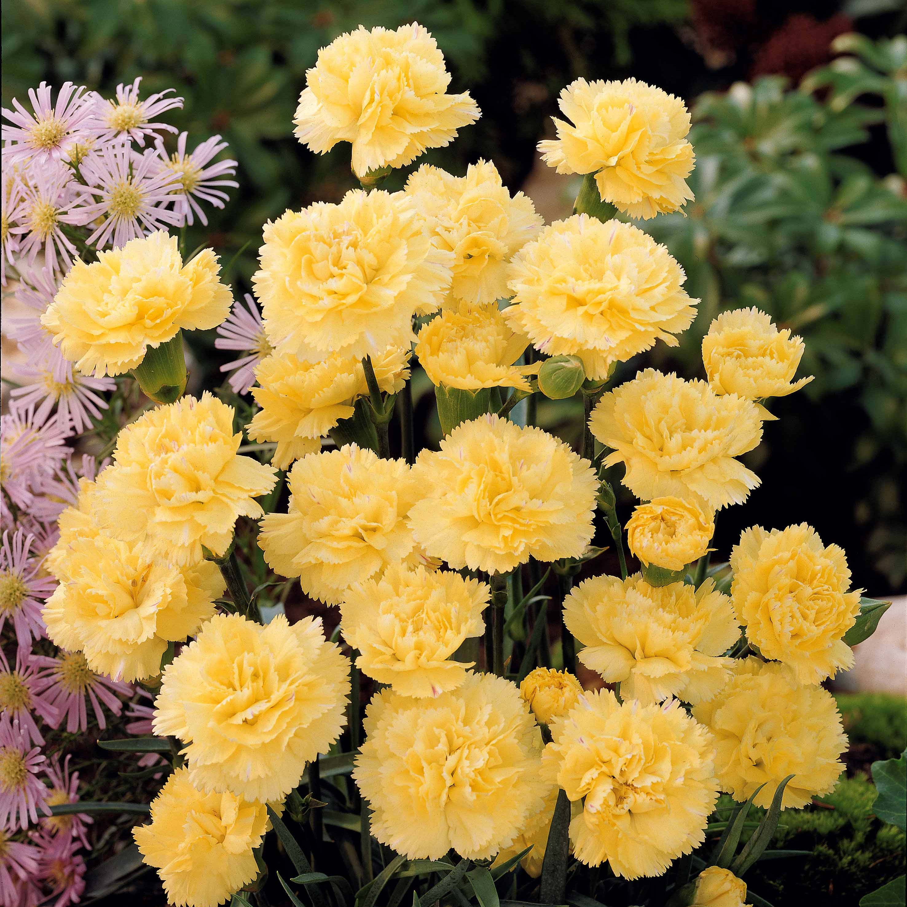 Anjer 'Grenadine Yellow' (x2) - Dianthus caryophyllus grenadin yellow ...