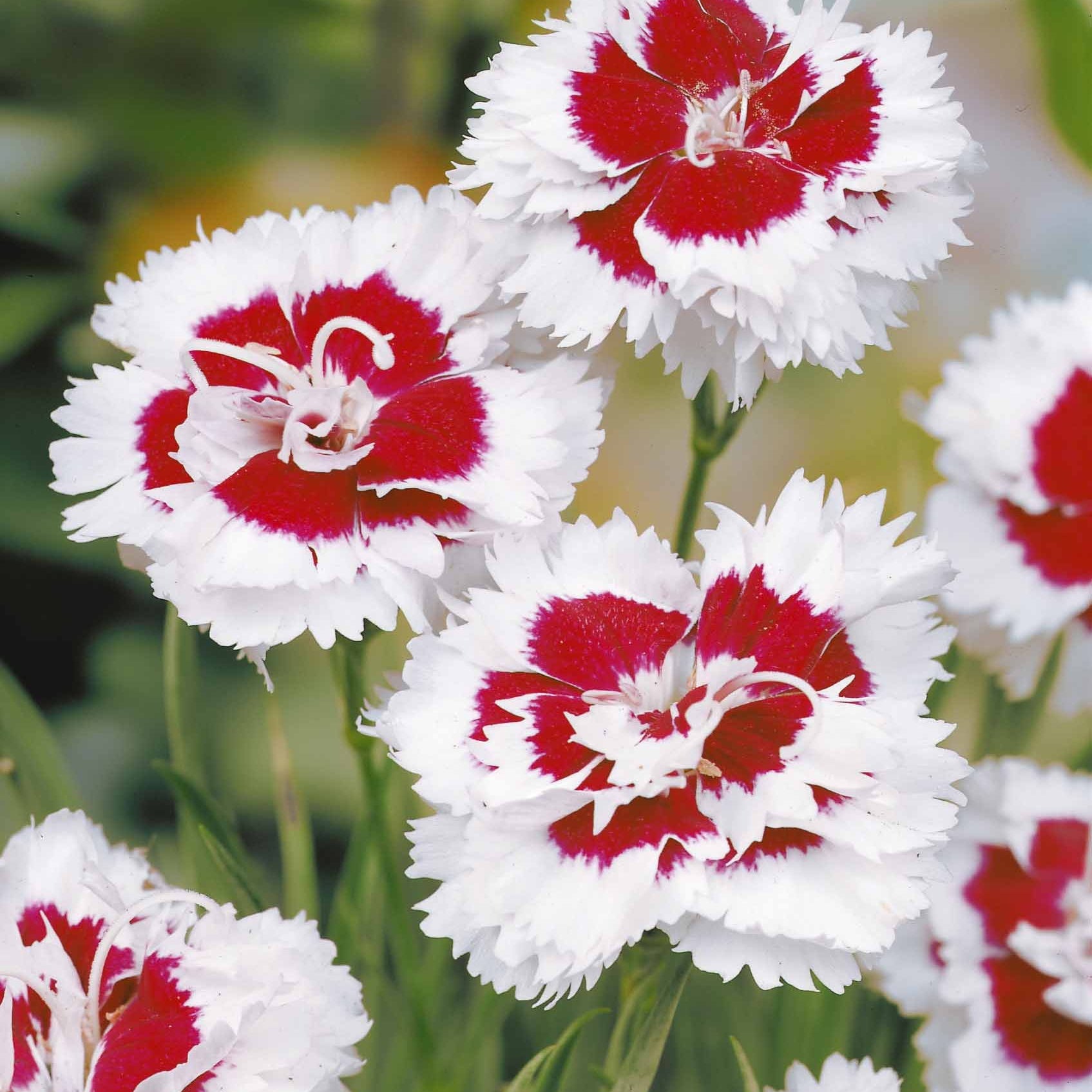 Anjers - Dianthus | Online kopen op Bakker.com