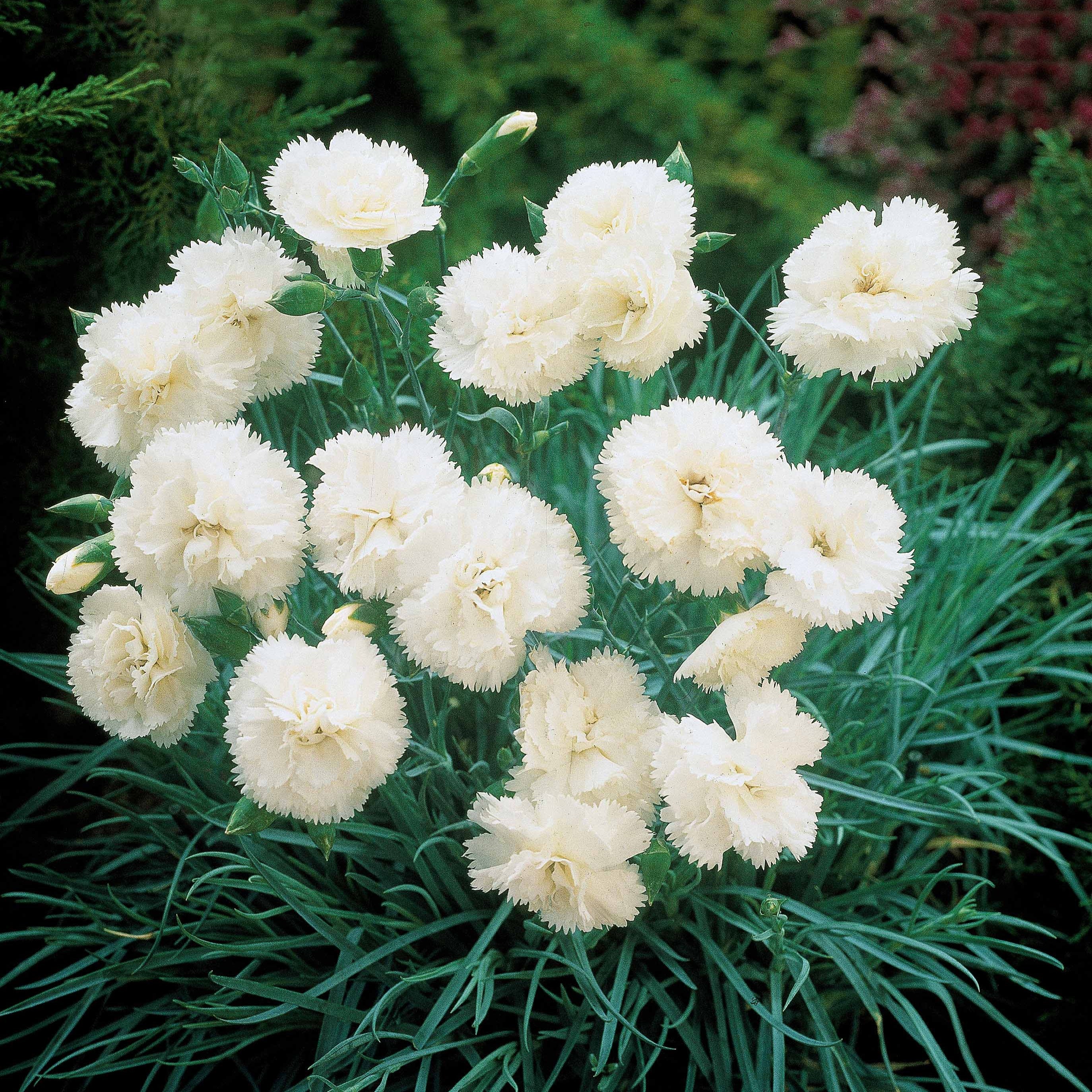 Anjer 'Grenadine White' (x2) - Dianthus caryophyllus grenadin white ...