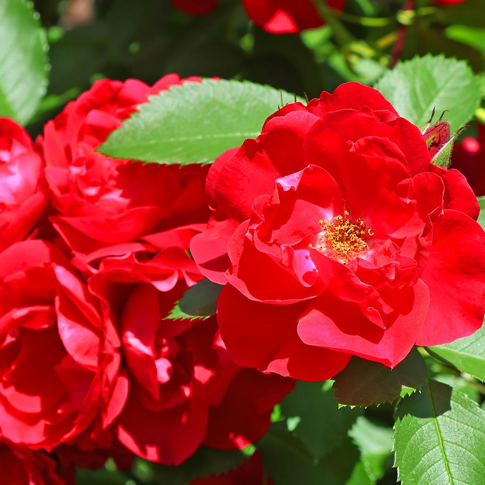 Trosroos - rood - Rosa polyantha | Bakker.com