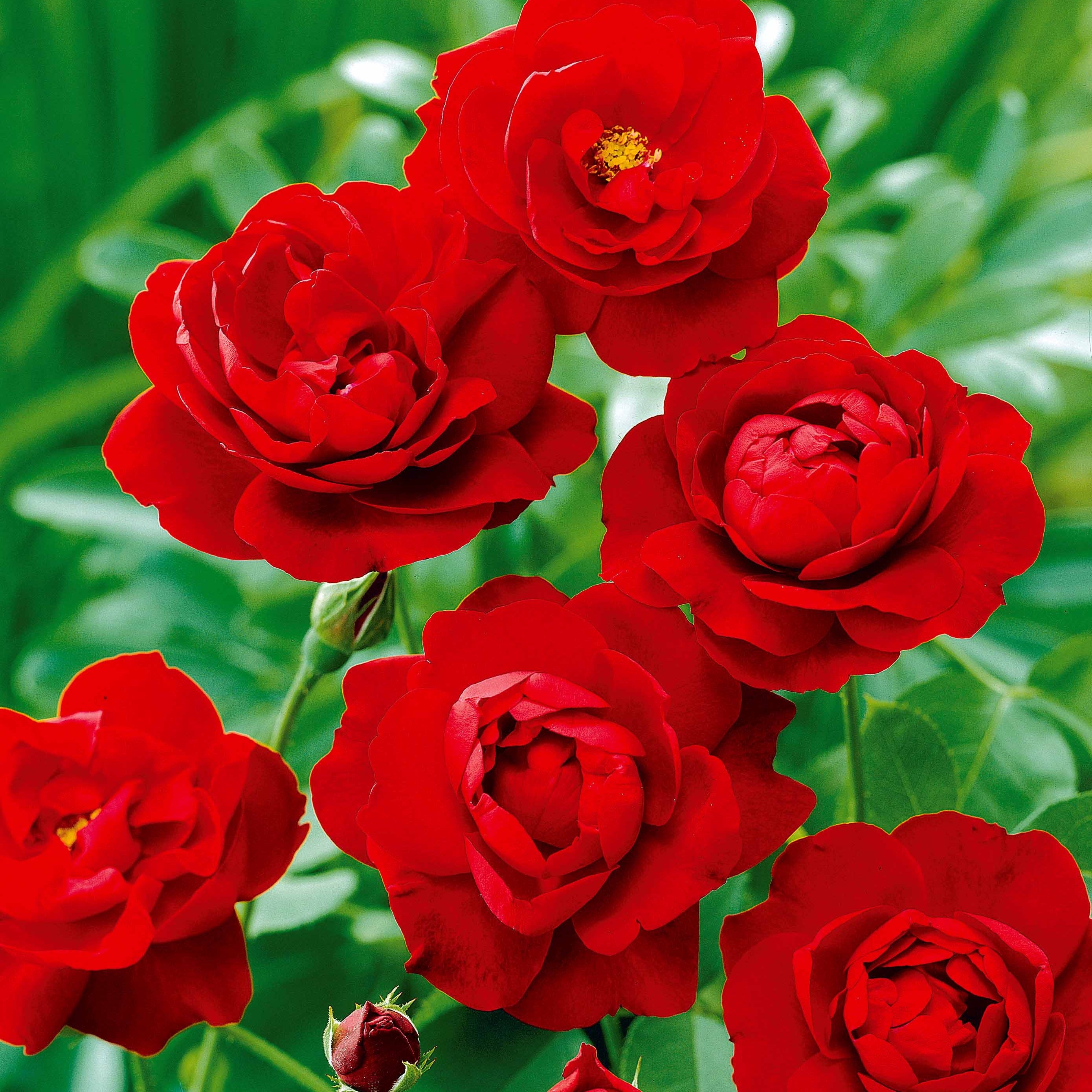 Trosroos - rood - Rosa polyantha | Bakker.com