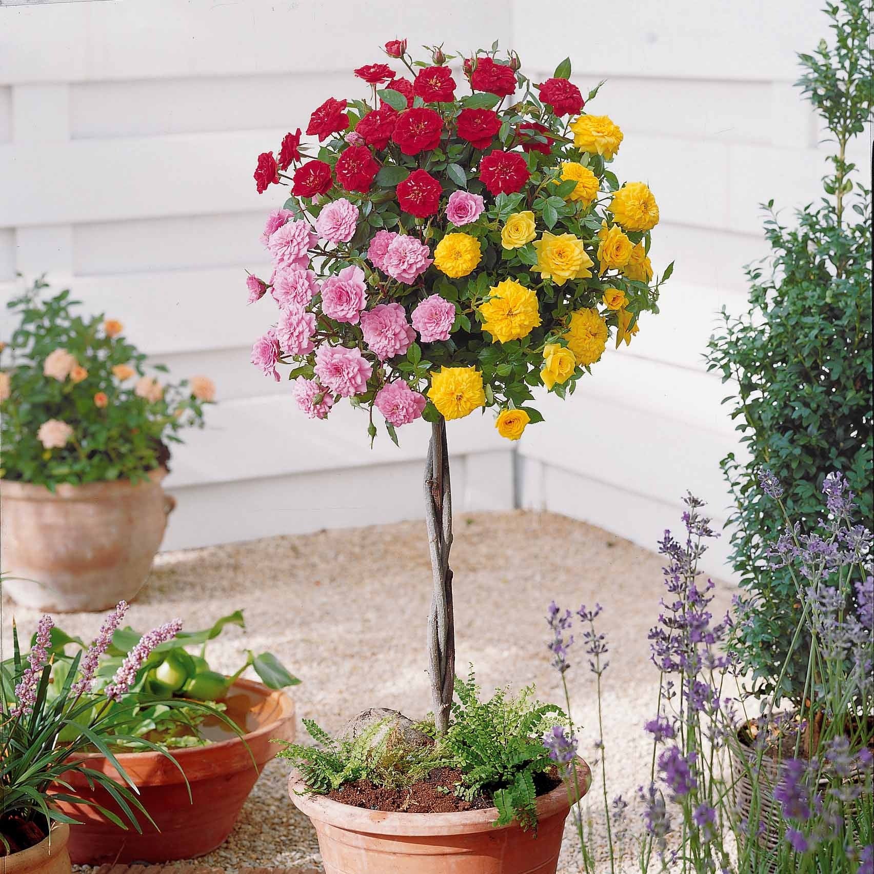 Stamroos - tricolor - Rosa (m) | Bakker.com