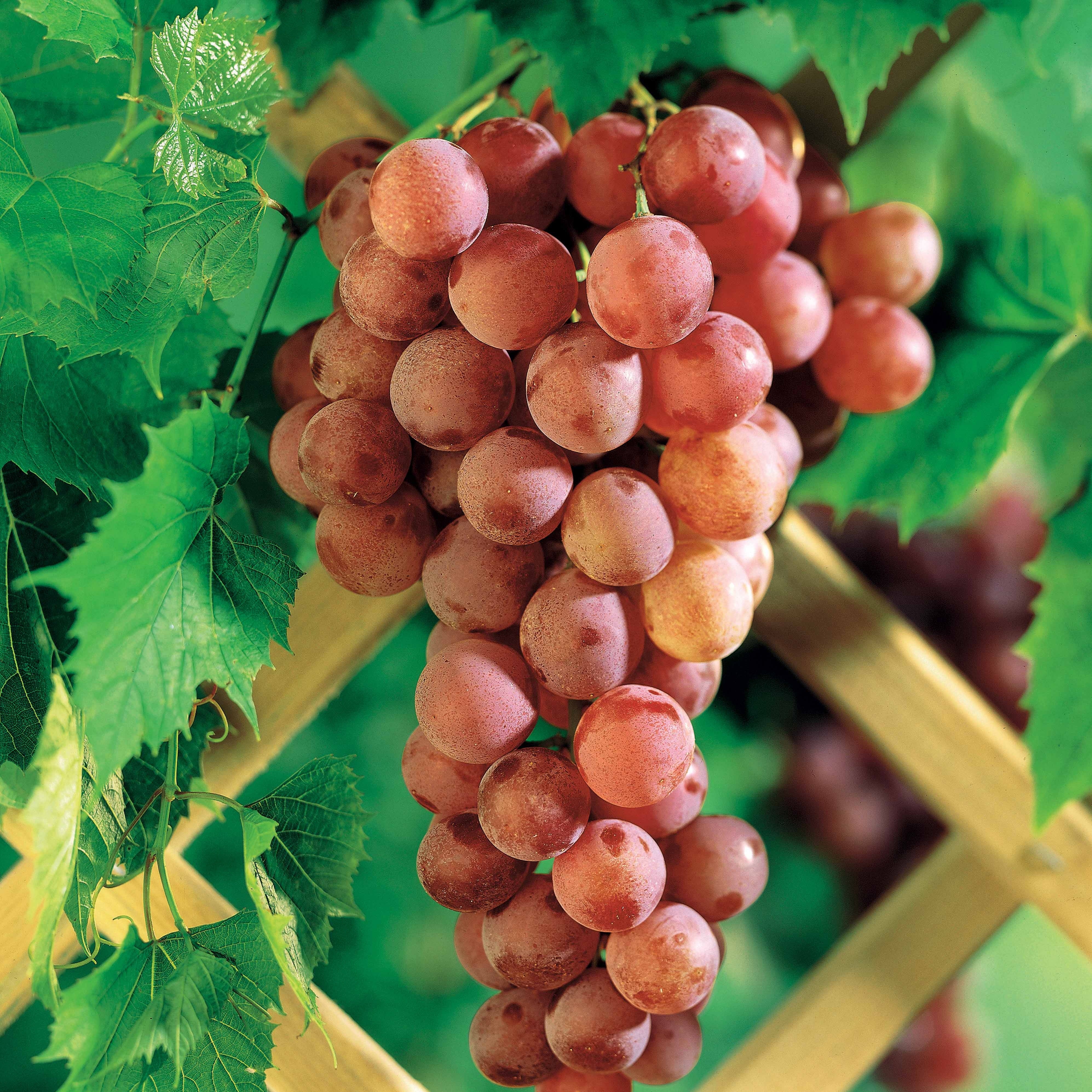 Druif 'Chasselas Rosé' - Vitis vinifera chasselas rose | Bakker.com
