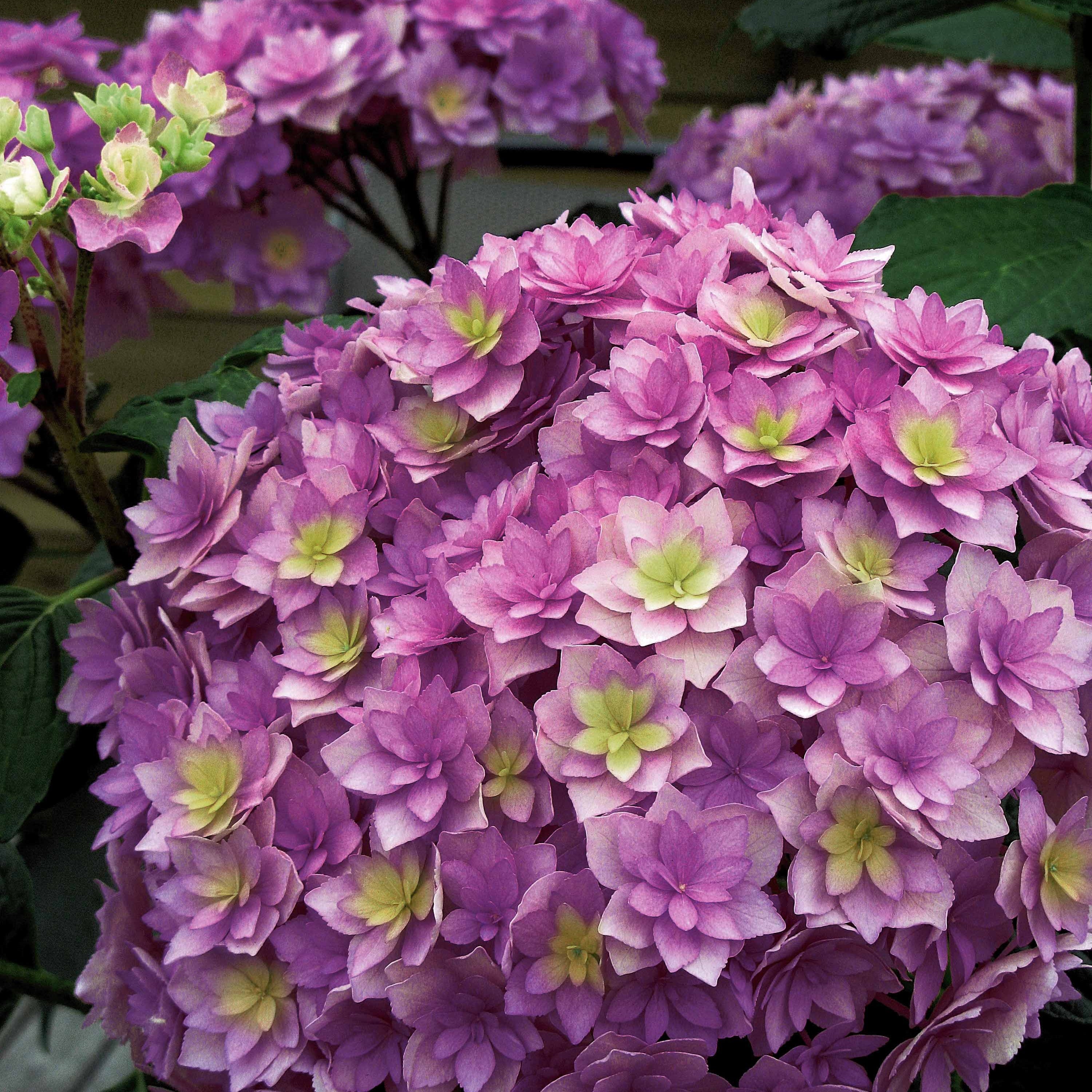 Boerenhortensia 'Doppio Rosa' - Hydrangea macrophylla Doppio Rosa ...
