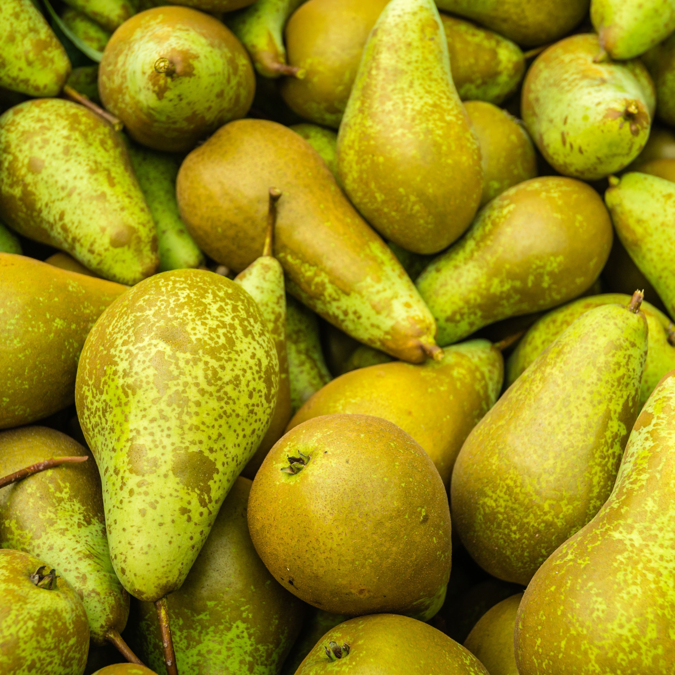 Perenboom 'Conférence' - Pyrus communis conférence | Bakker.com