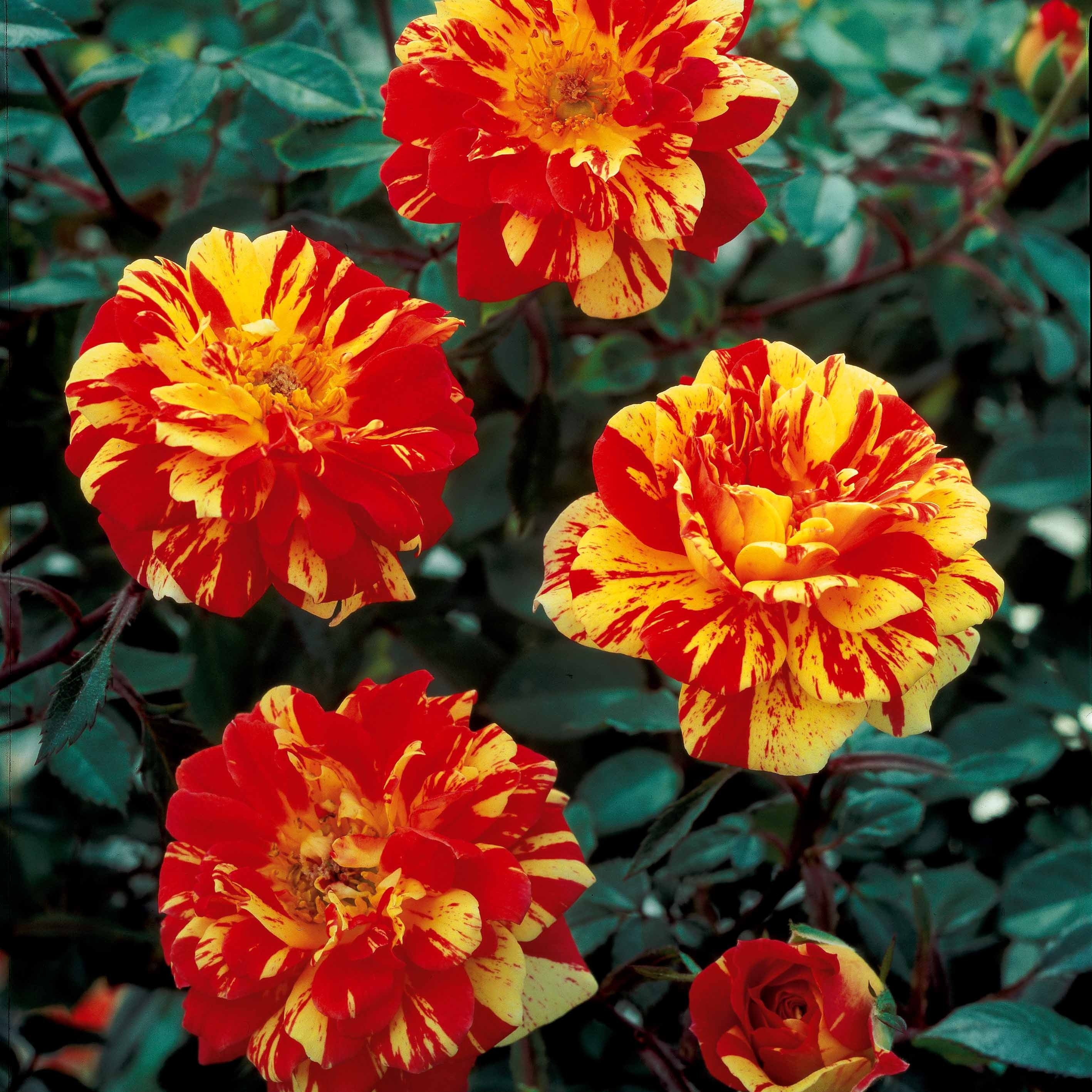 Stamroos 'Mousha' - Rosa (m) mousha | Bakker.com