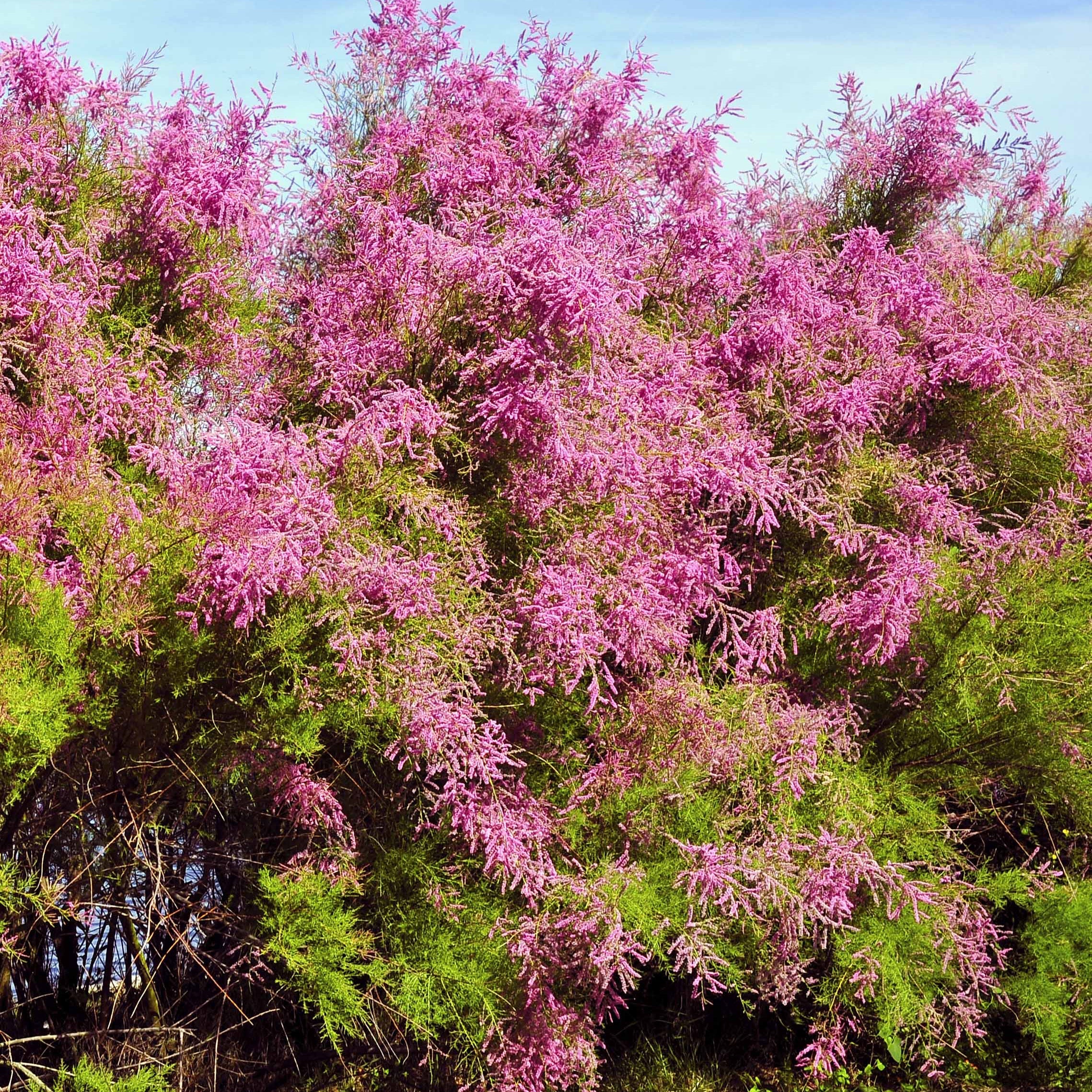 Tamarisk - Tamarix tetrandra | Bakker.com