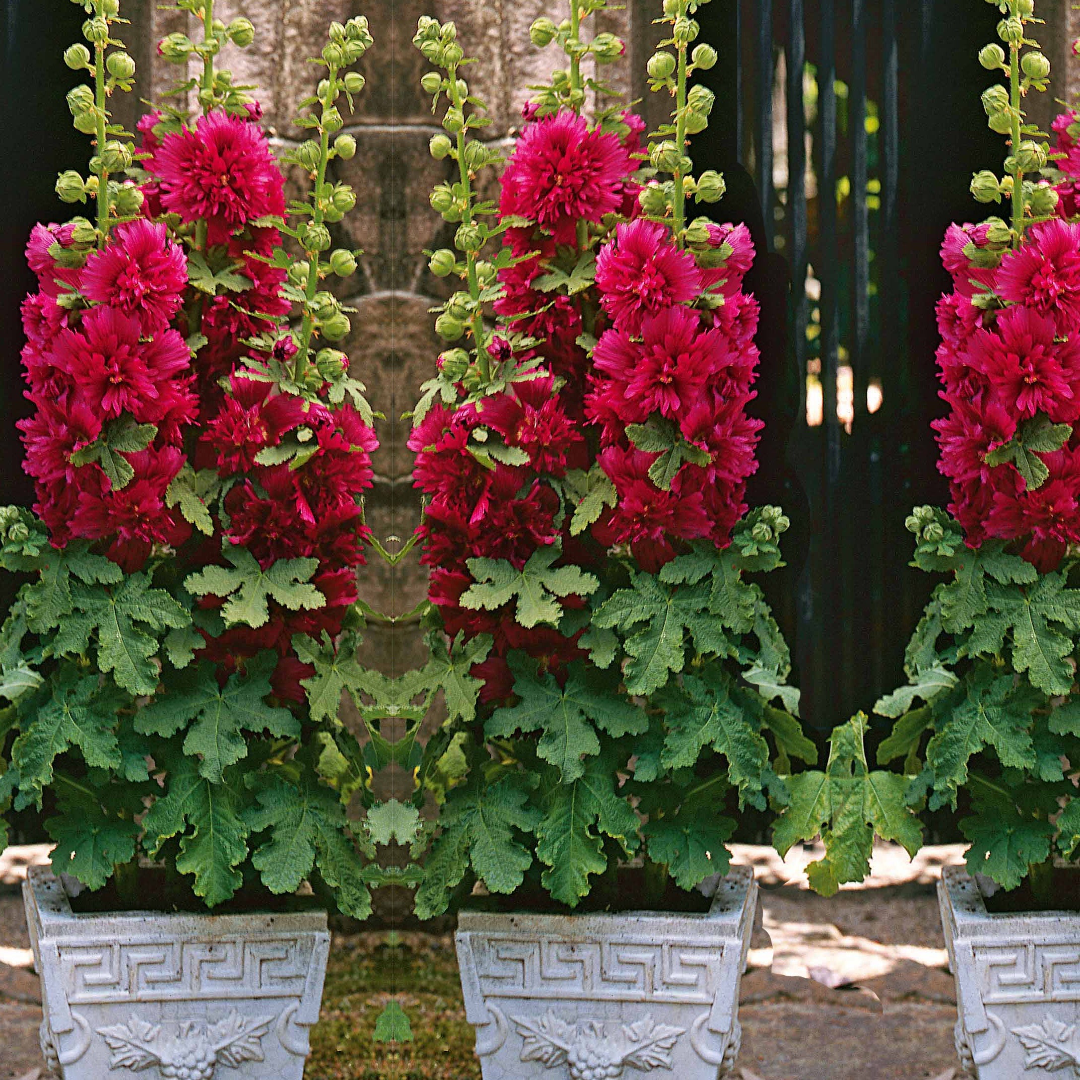 Stokroos - rood - Alcea rosea annua spring celebraties crimson red ...