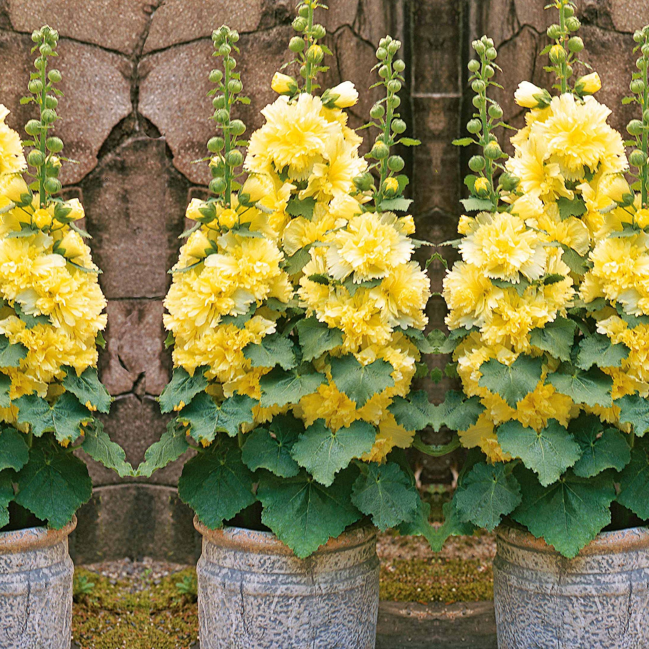 Gele dwergstokje - Alcea rosea annua spring celebrities lemon | Bakker.com