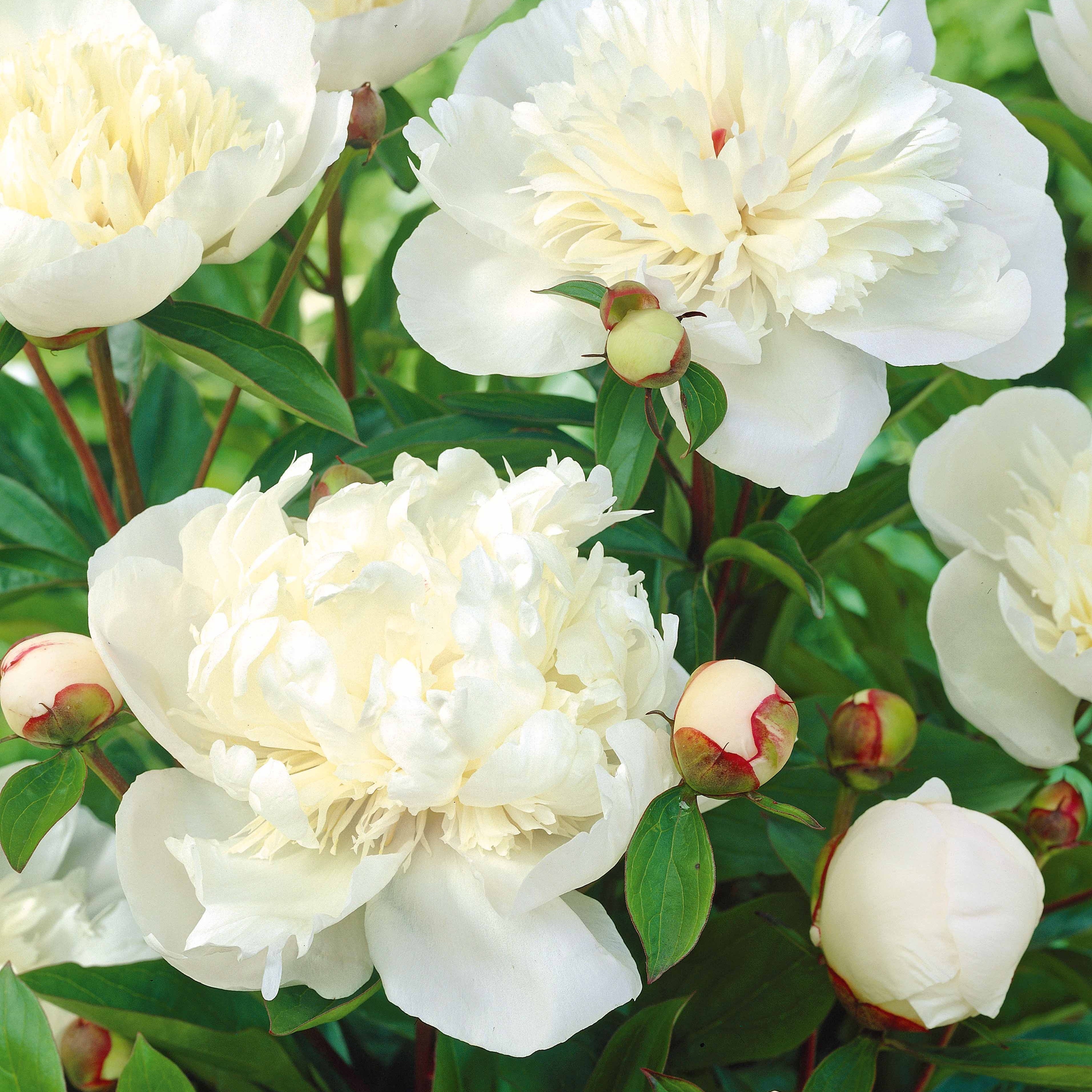 Pioenroos 'Immaculée' - Paeonia lactiflora x immaculée | Bakker.com