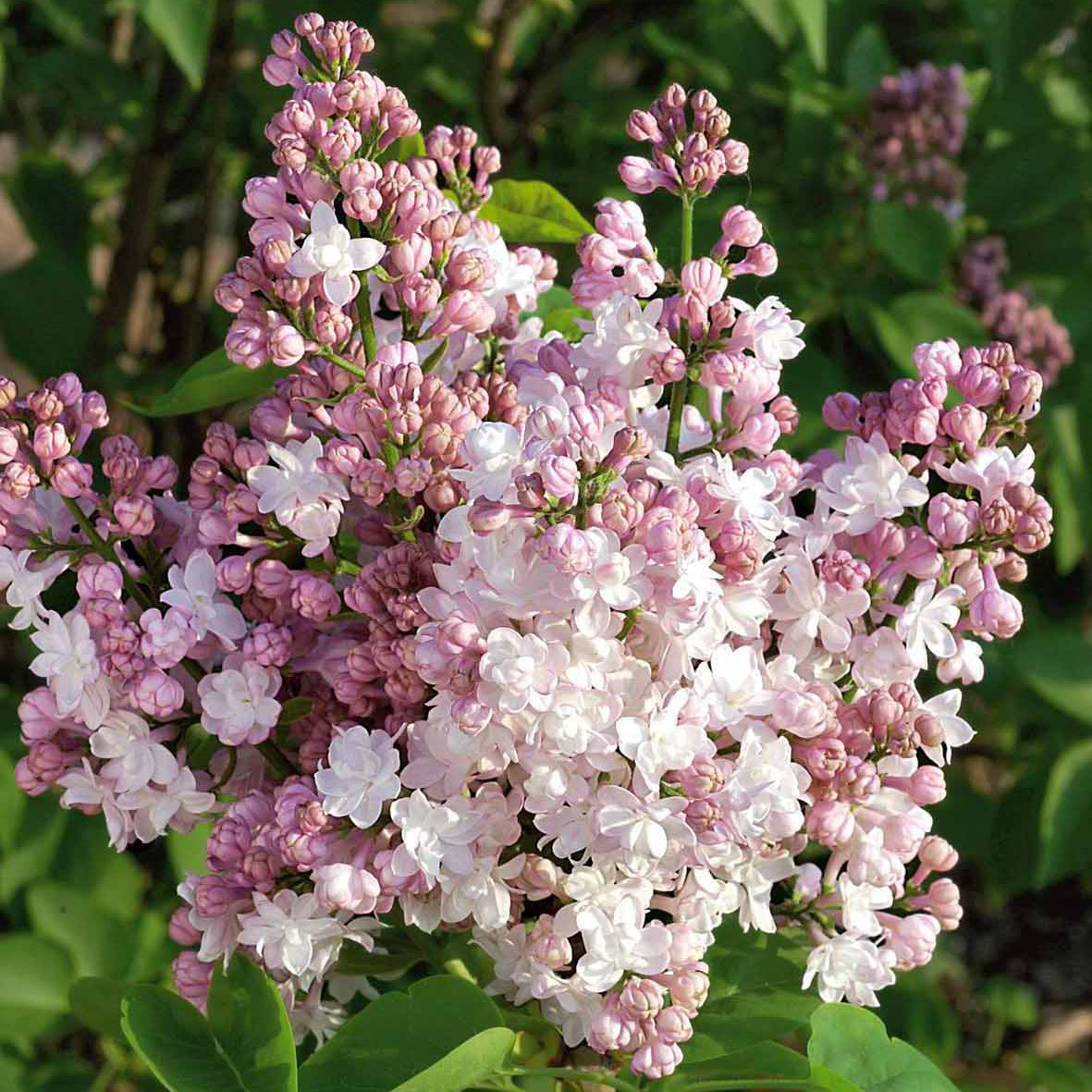 Dubbelbloemige sering 'Beauty of Moscow' - Syringa vulgaris beauty of ...