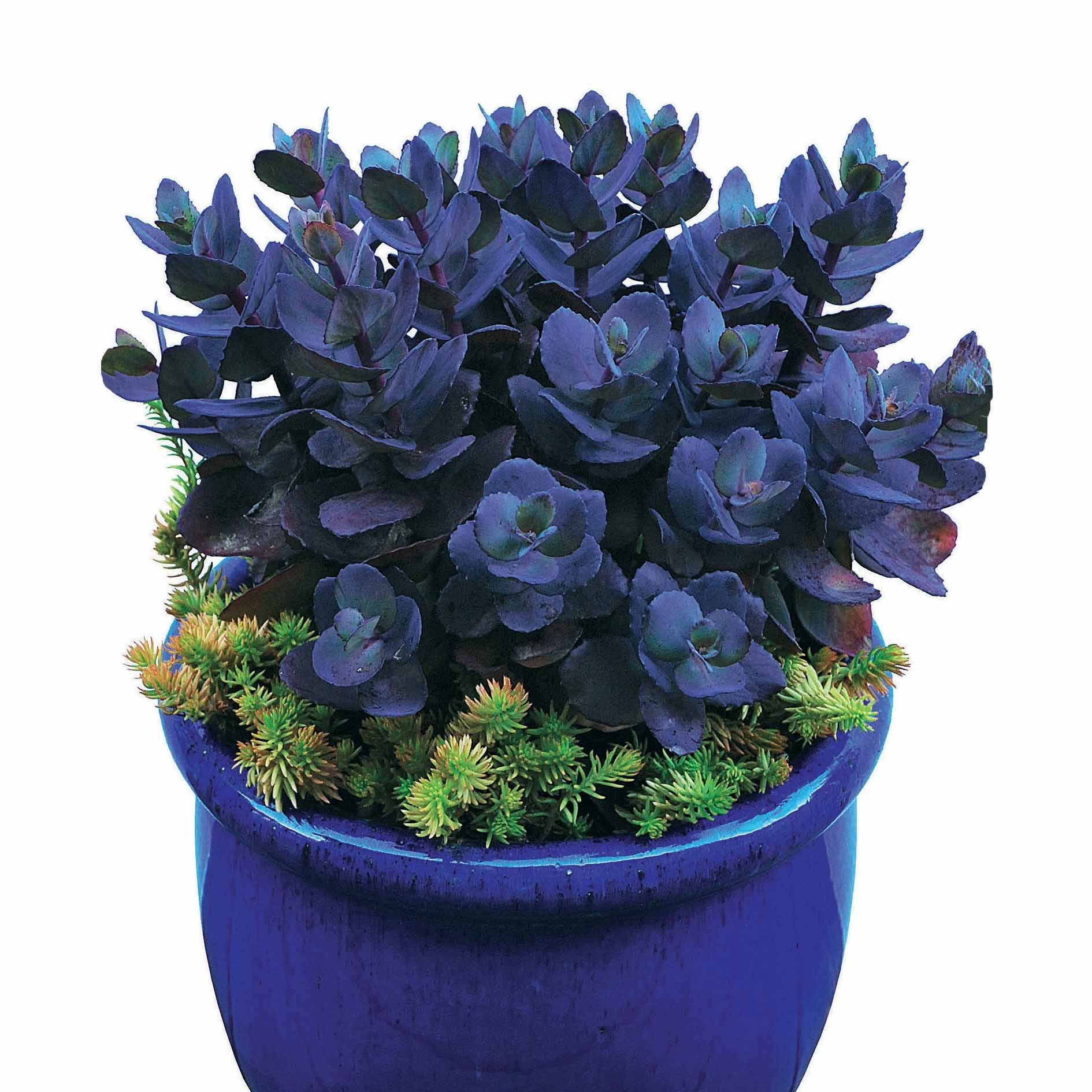 Vetkruid 'Blue Pearl' - Sedum Blue Pearl | Bakker.com