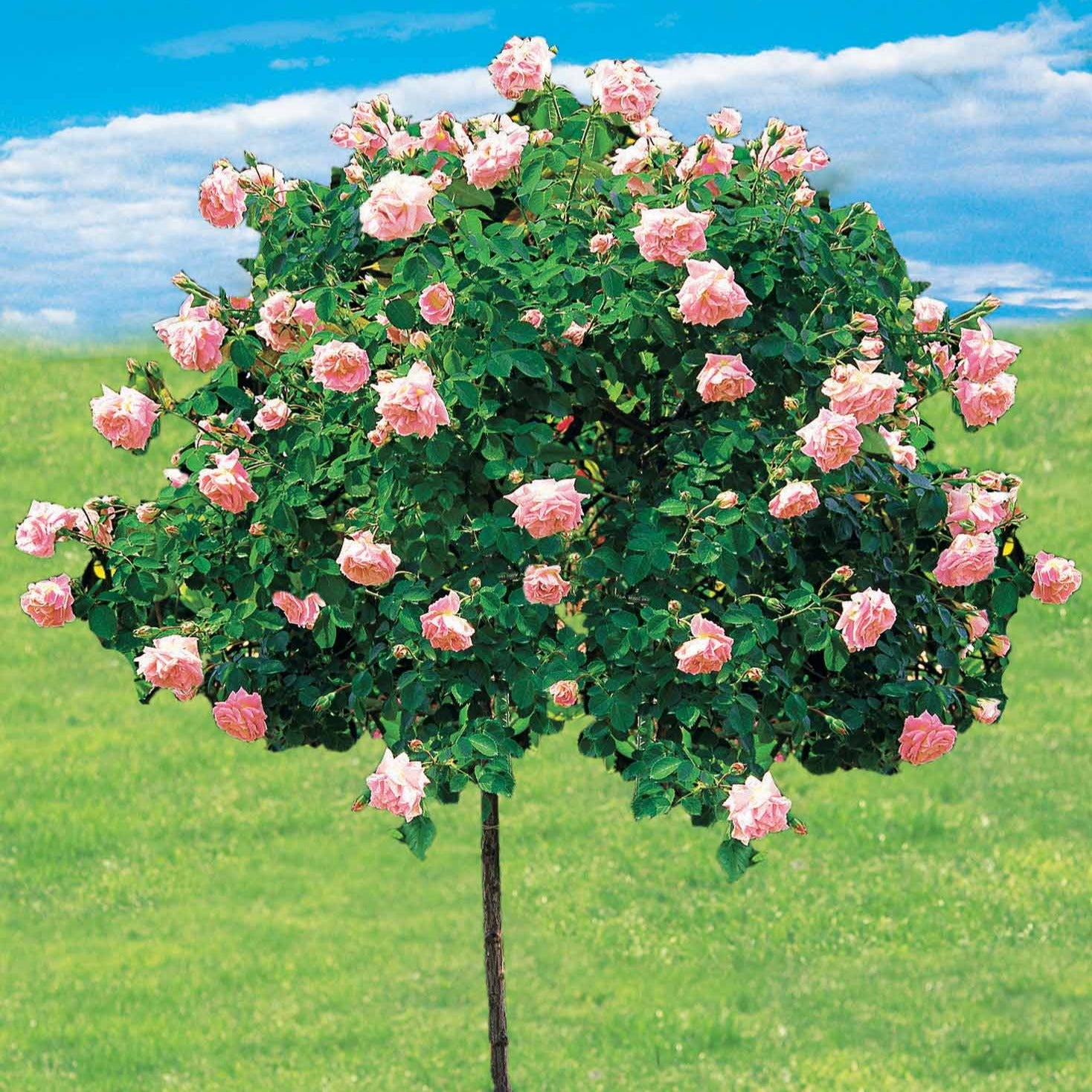 Wilde stamroos 'New Dawn' - Rosa wichuraiana New Dawn | Bakker.com