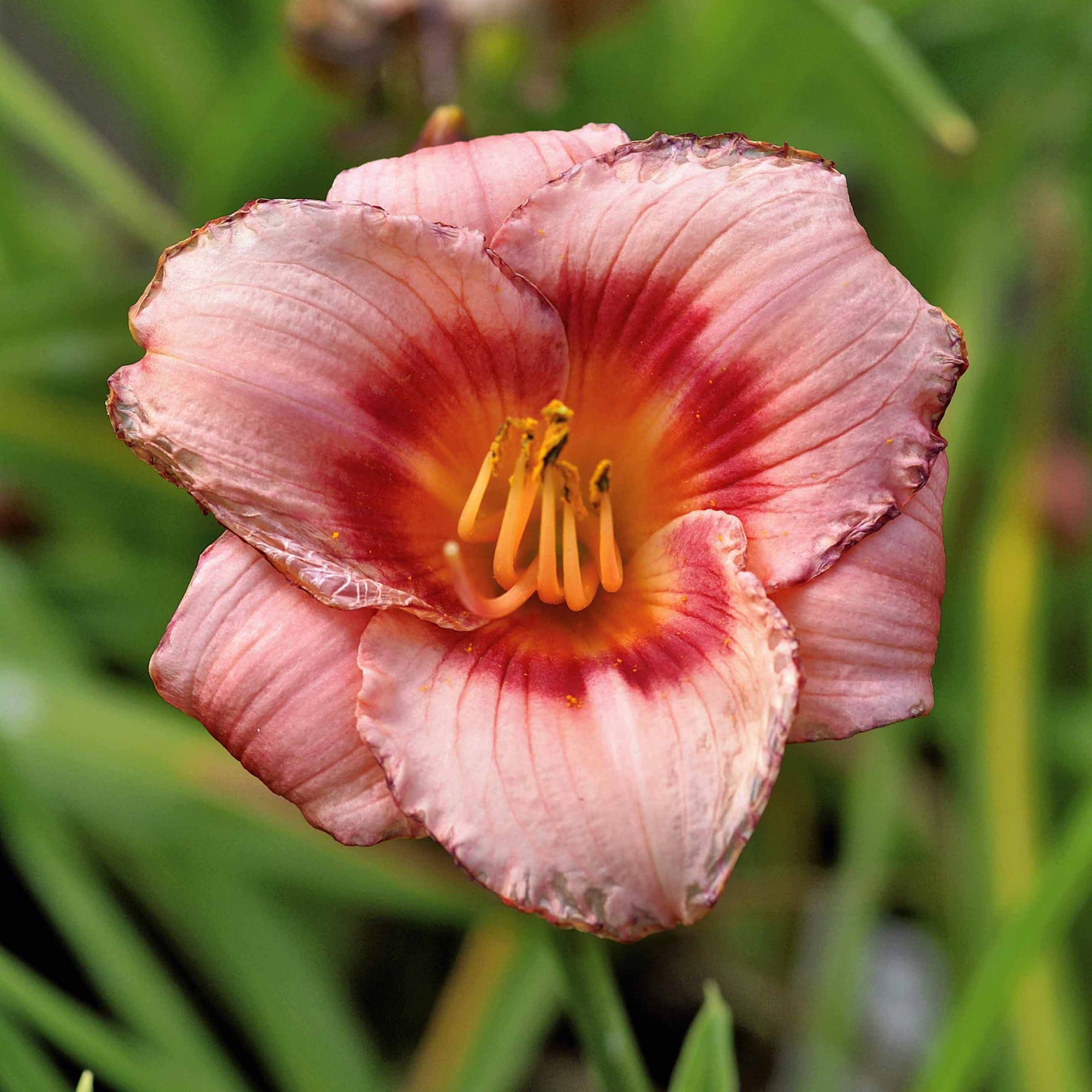 2 Wineberry Candy Klein Daglelies - Hemerocallis wineberry candy klein ...