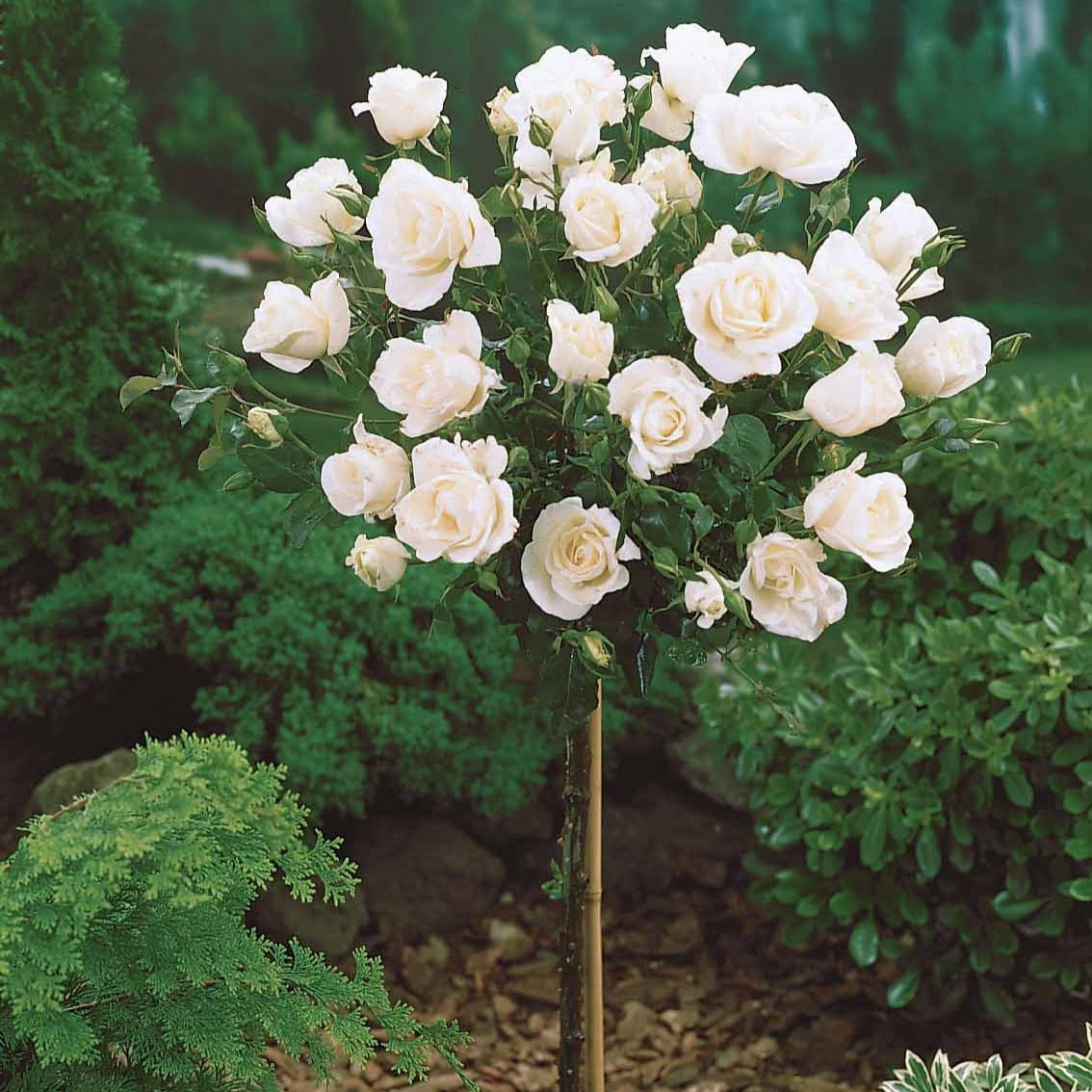 Stamroos 'Korbin' - Rosa korbin | Bakker.com