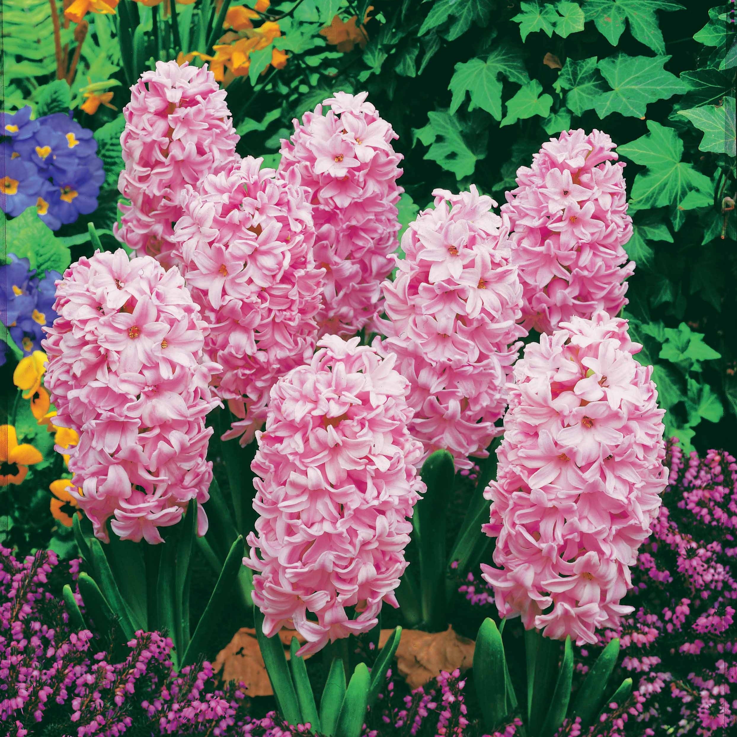 Bloembollen Roze Hyacinthen (x3) - Hyacinthus orientalis | Bakker.com