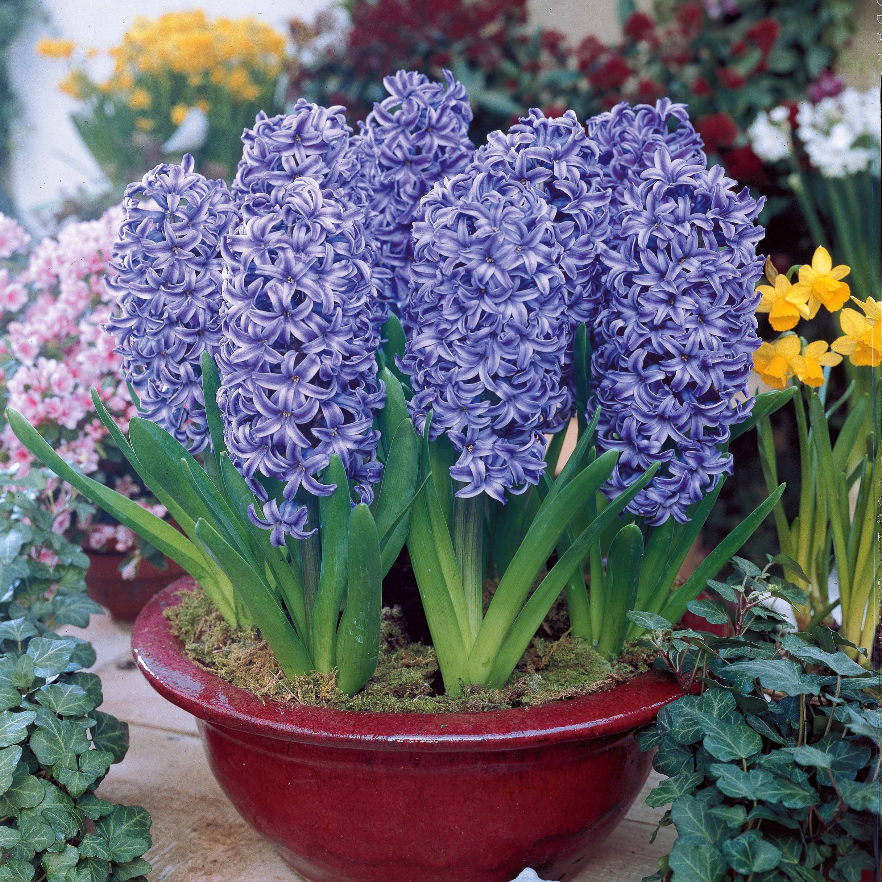 Bloembollen Blauwe Hyacinthen (x3) - Hyacinthus orientalis | Bakker.com