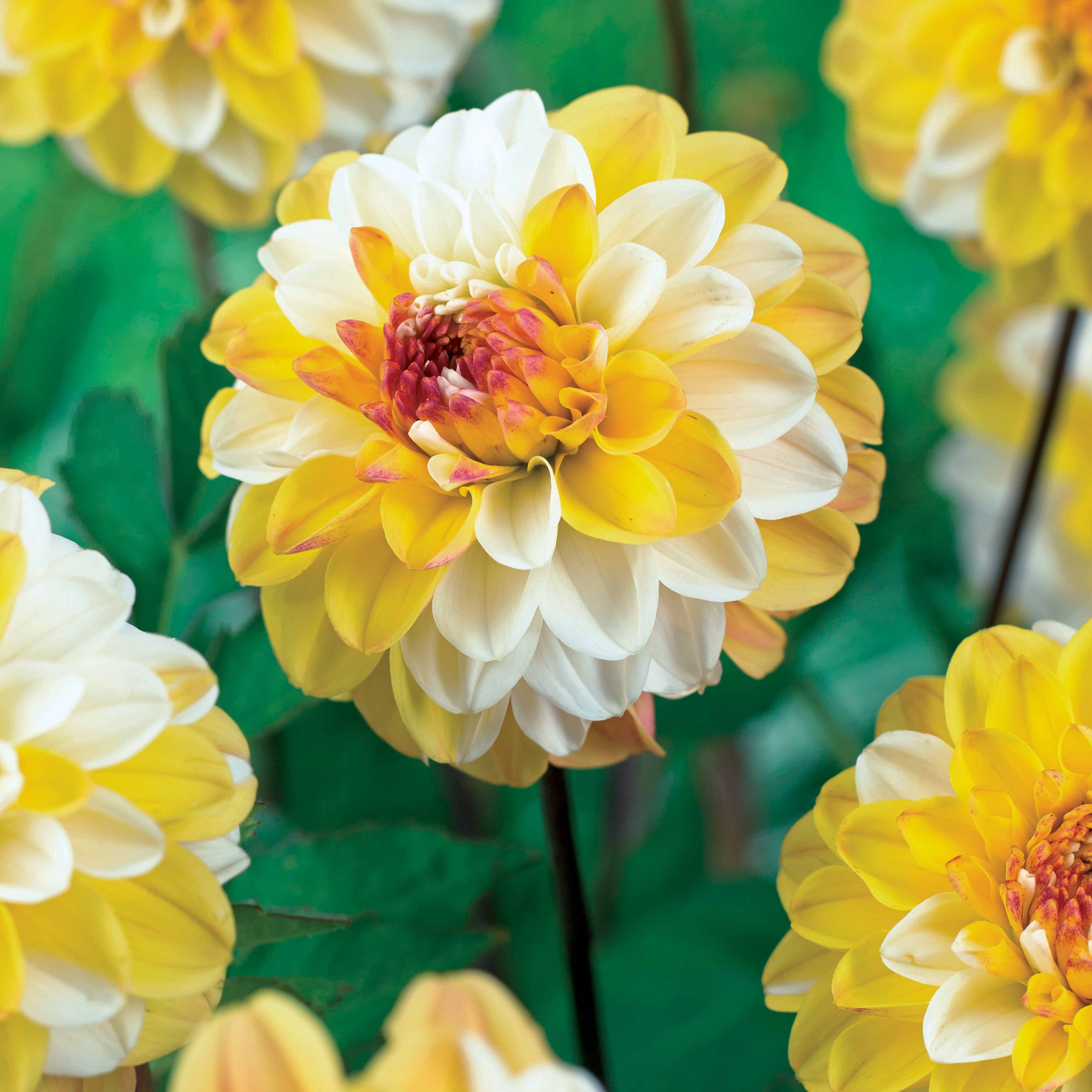 Yellow Jill Dahlia Dahlia Double Jill
