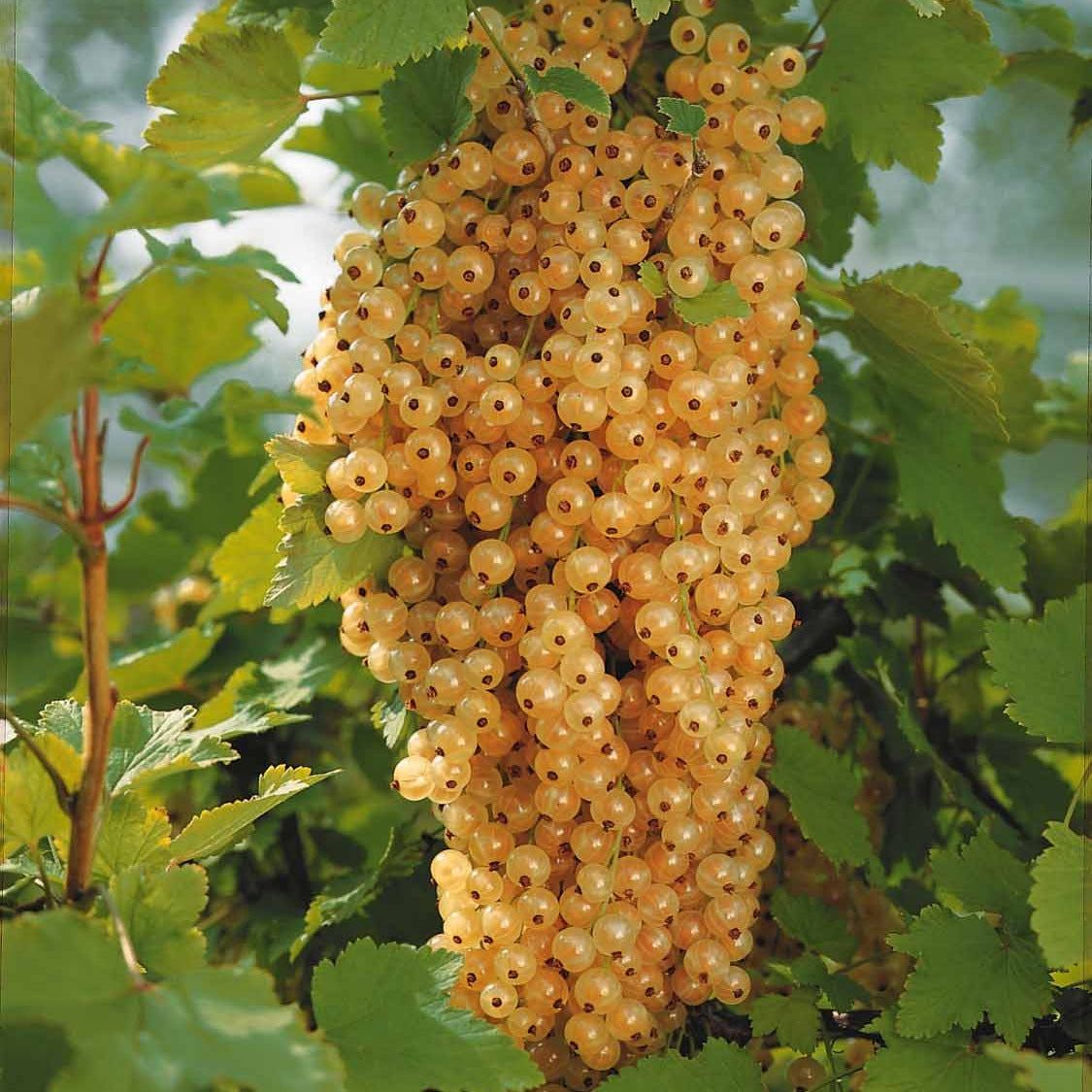 Witte aalbes 'Blanka' (x2) - Ribes rubrum blanka | Bakker.com