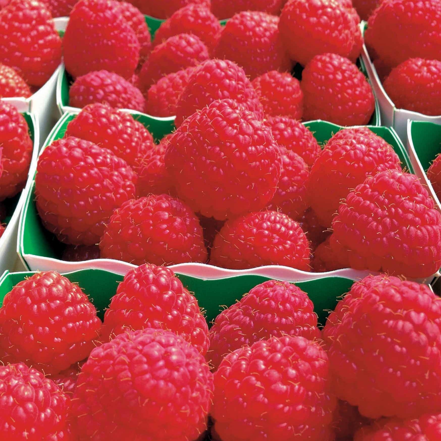 Framboos 'Paris' - Rubus idaeus paris | Bakker.com