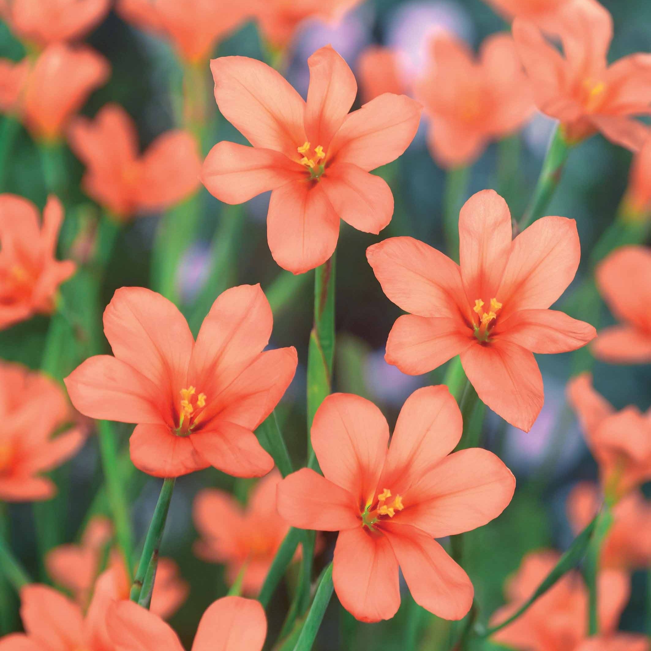 Bloembollen Kaapse tulp - Homeria flaccida | Bakker.com