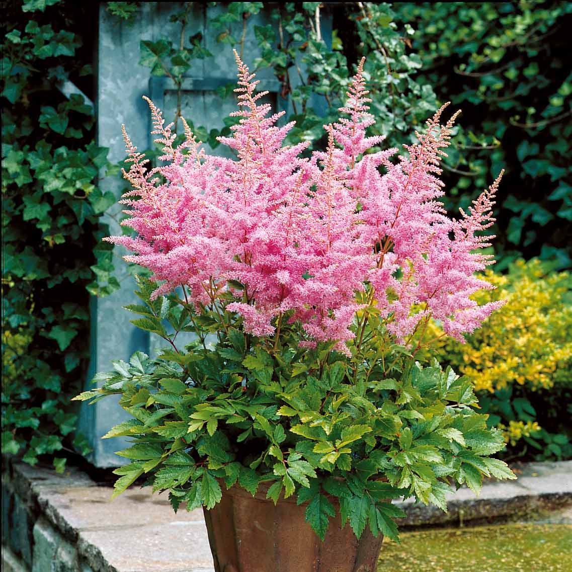 Astilbe Size Astilbe Chinensis Alba | The Plant Store NZ