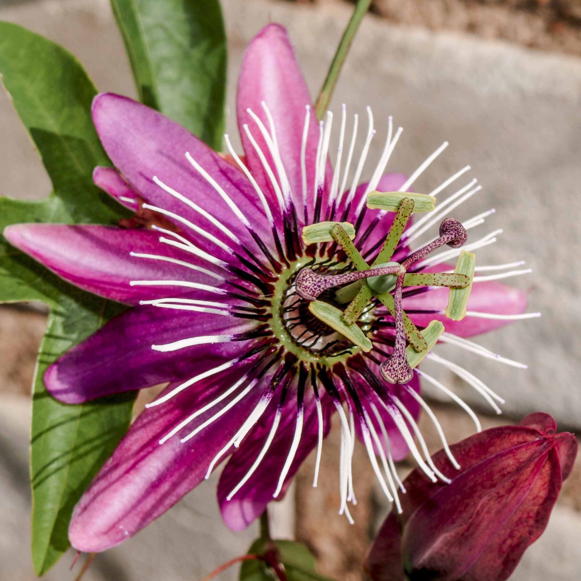 Passiebloem 'Victoria' - Bakker.com