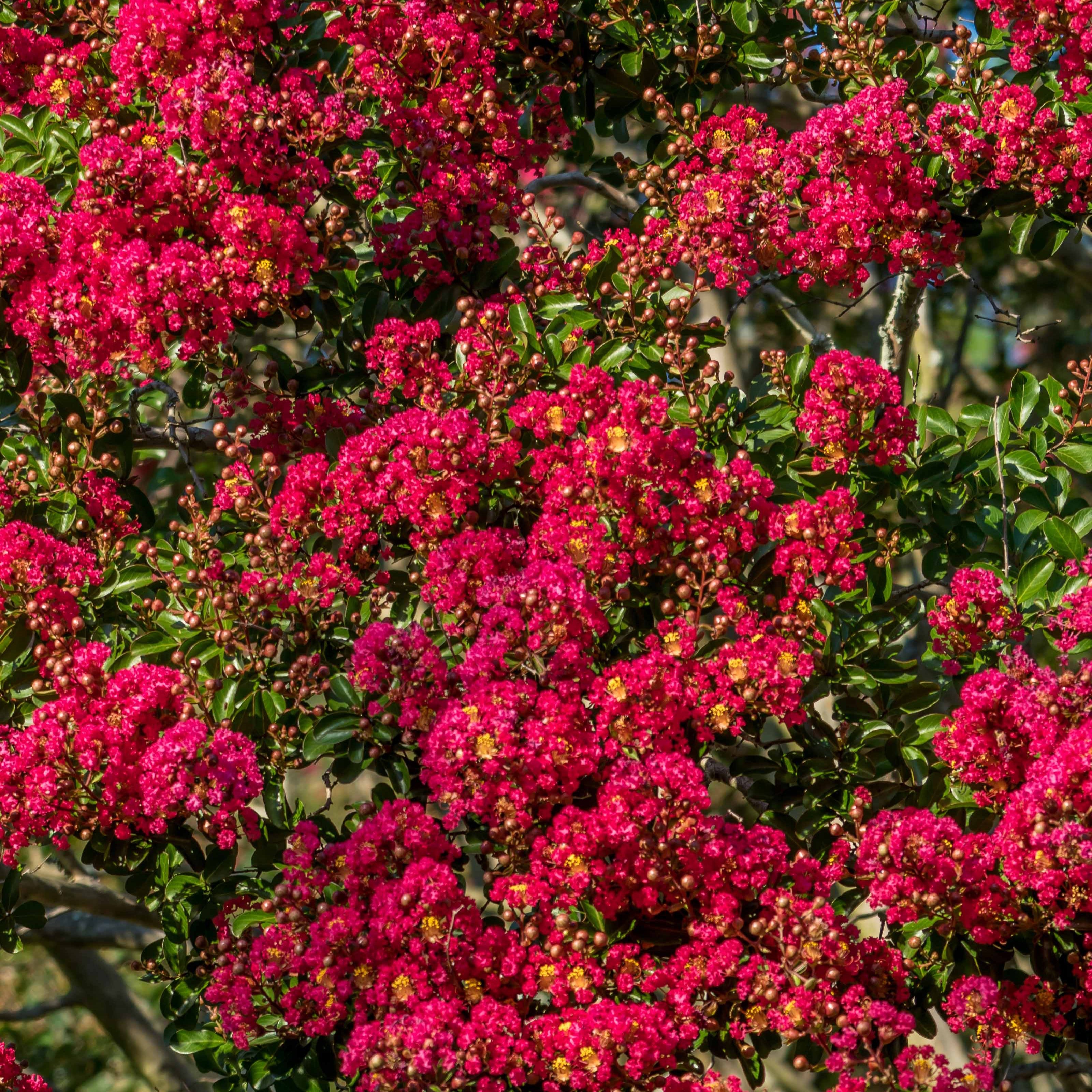 Indische sering - rood - Lagerstroemia indica Red Imperator | Bakker.com