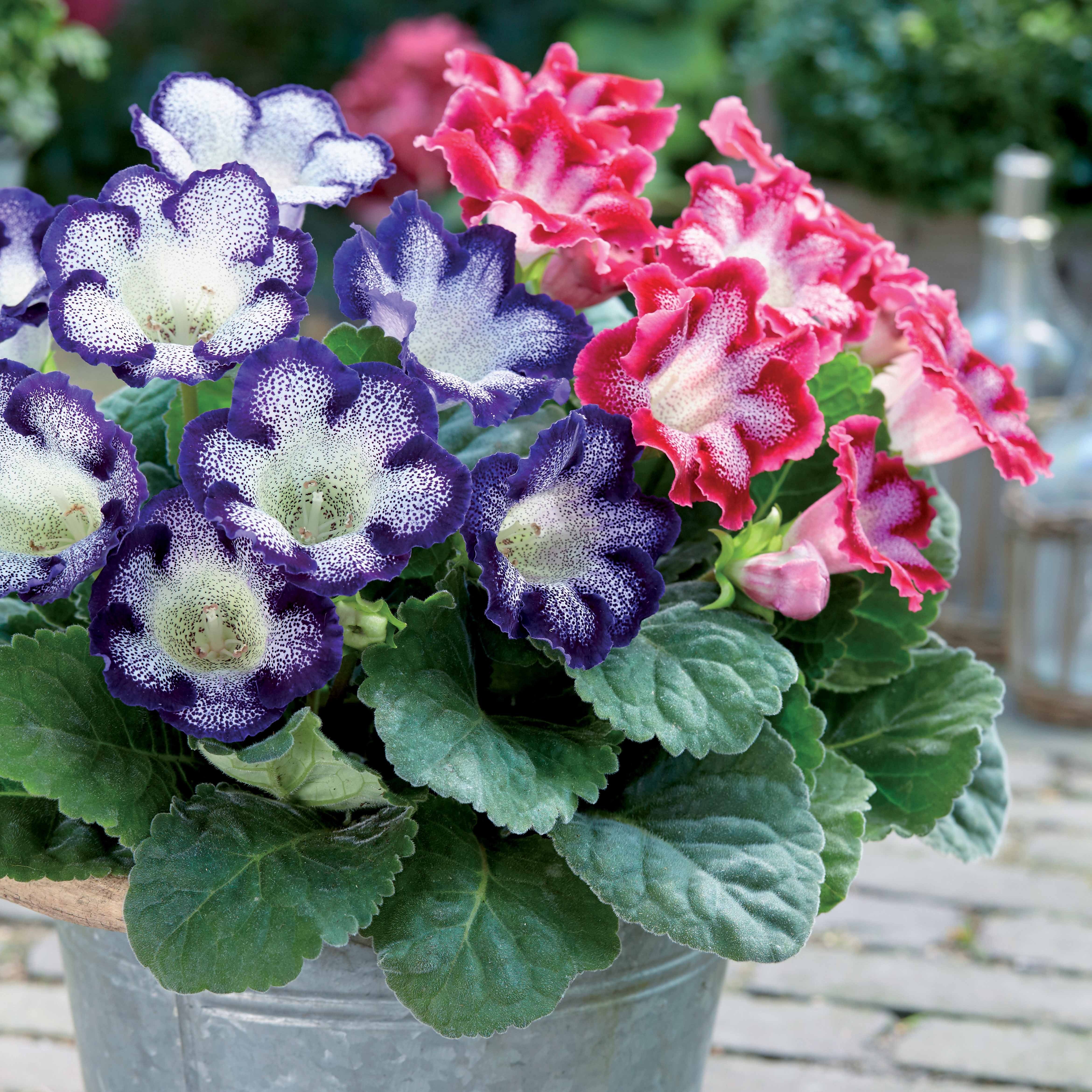 Bloembollen Gloxinia - gevlekt (x2) - Sinningia speciosa tiger blue ...