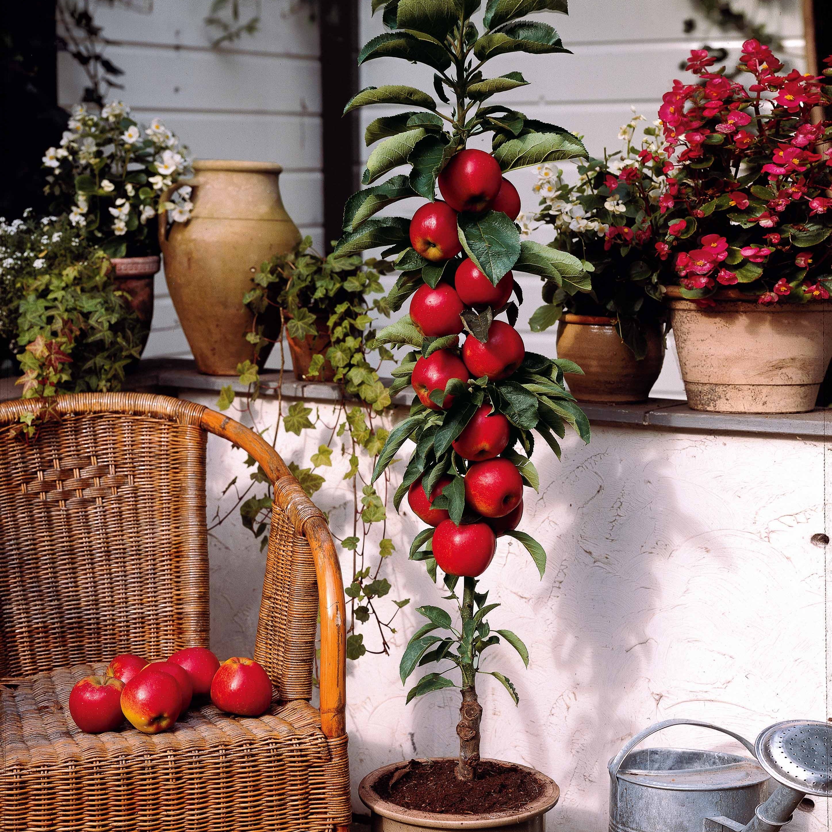 Appelboom 'Red Spur Delicious' - Malus domestica red spur delicious ...