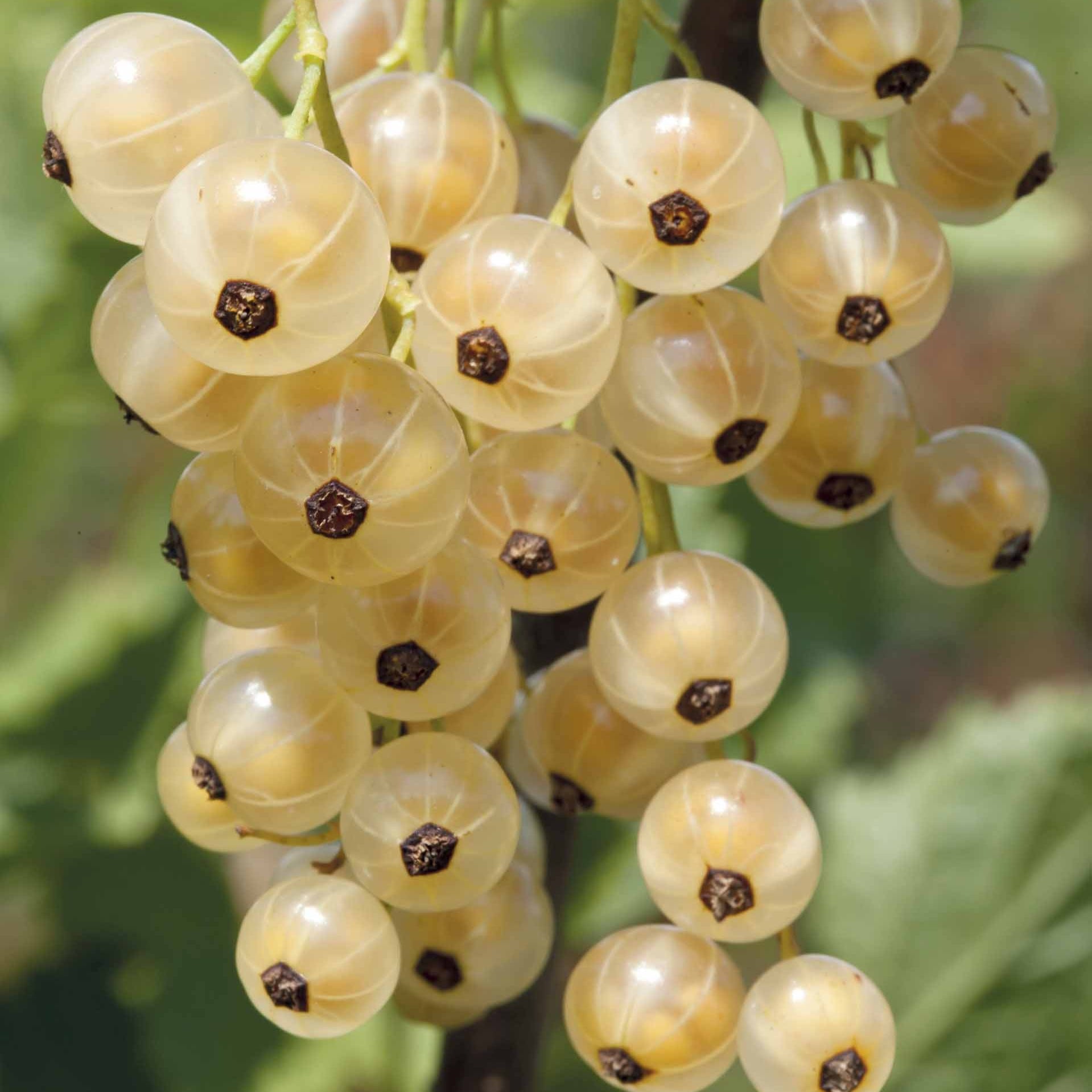 Witte aalbes 'White Pearl' - Ribes rubrum white pearl | Bakker.com