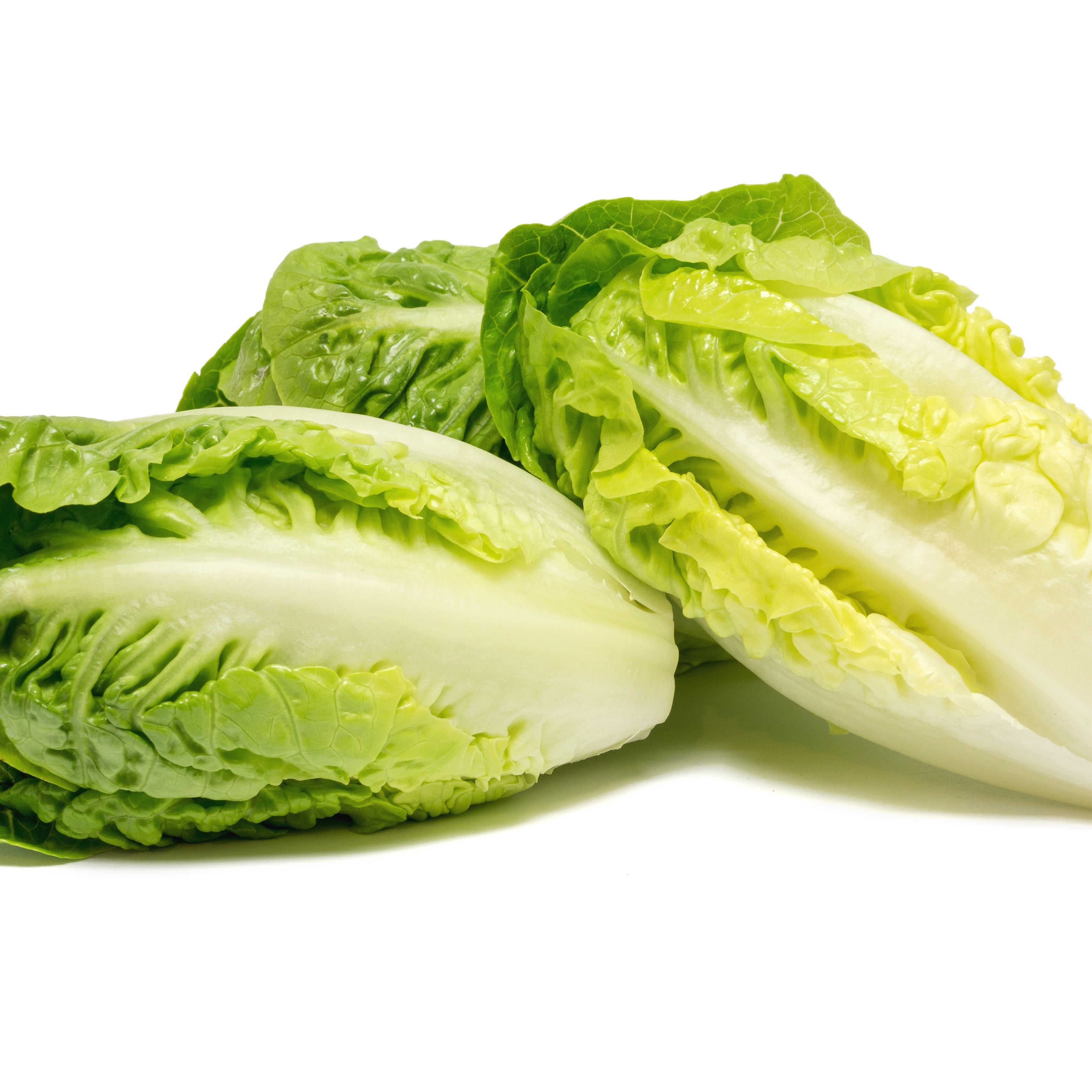 Zaden Little gem - Lactuca sativa grasse sucrine | Bakker.com