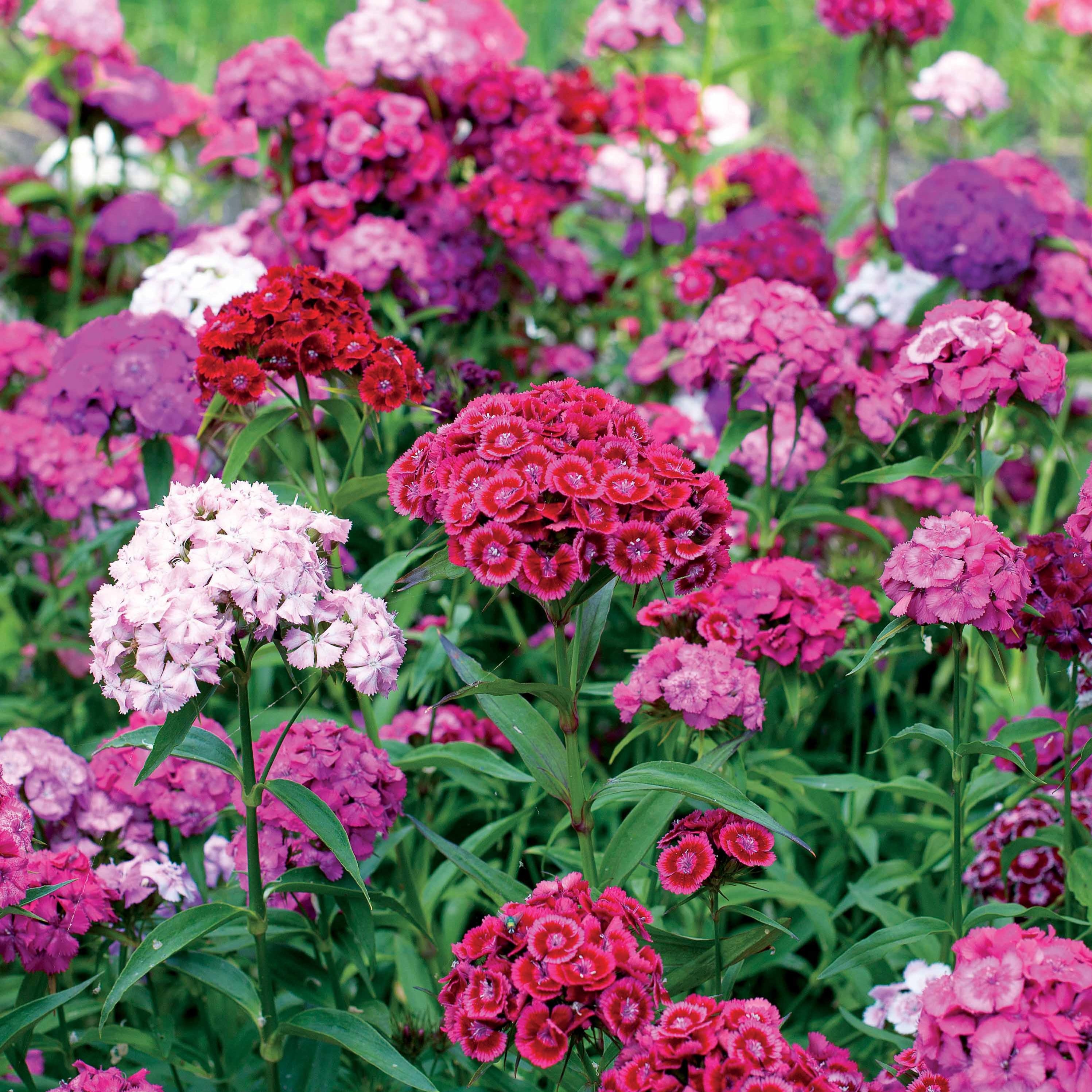 Anjer - Dianthus | Online kopen op Bakker.com