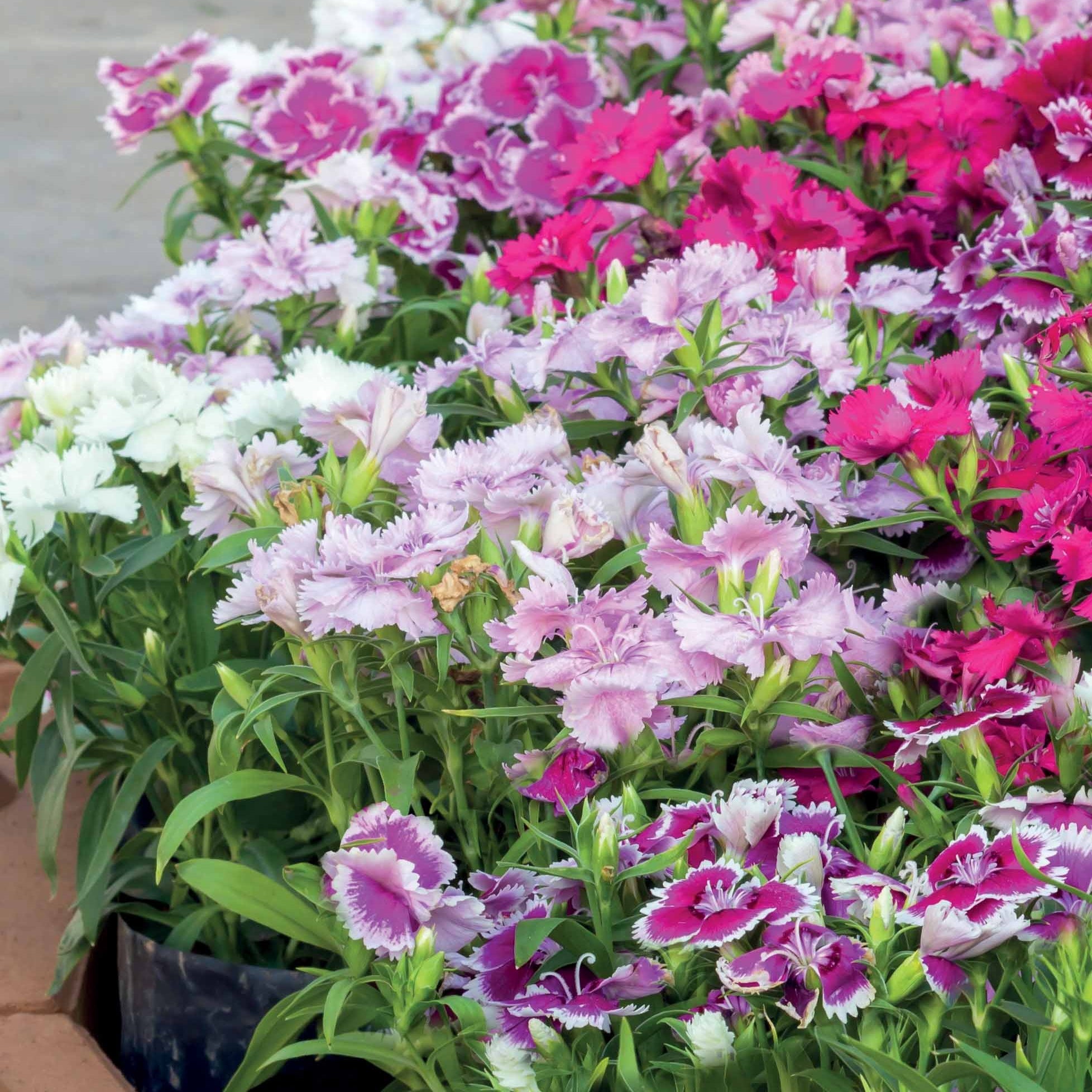 Anjers - Dianthus | Online kopen op Bakker.com