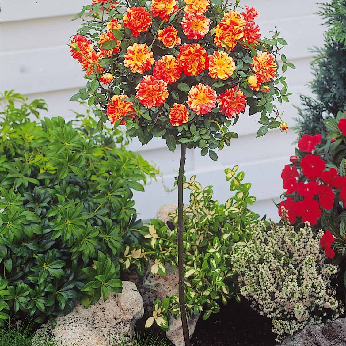Stamroos Mix 'Armida' + 'Mousha' (x2) - Rosa (m) armida + mousha ...
