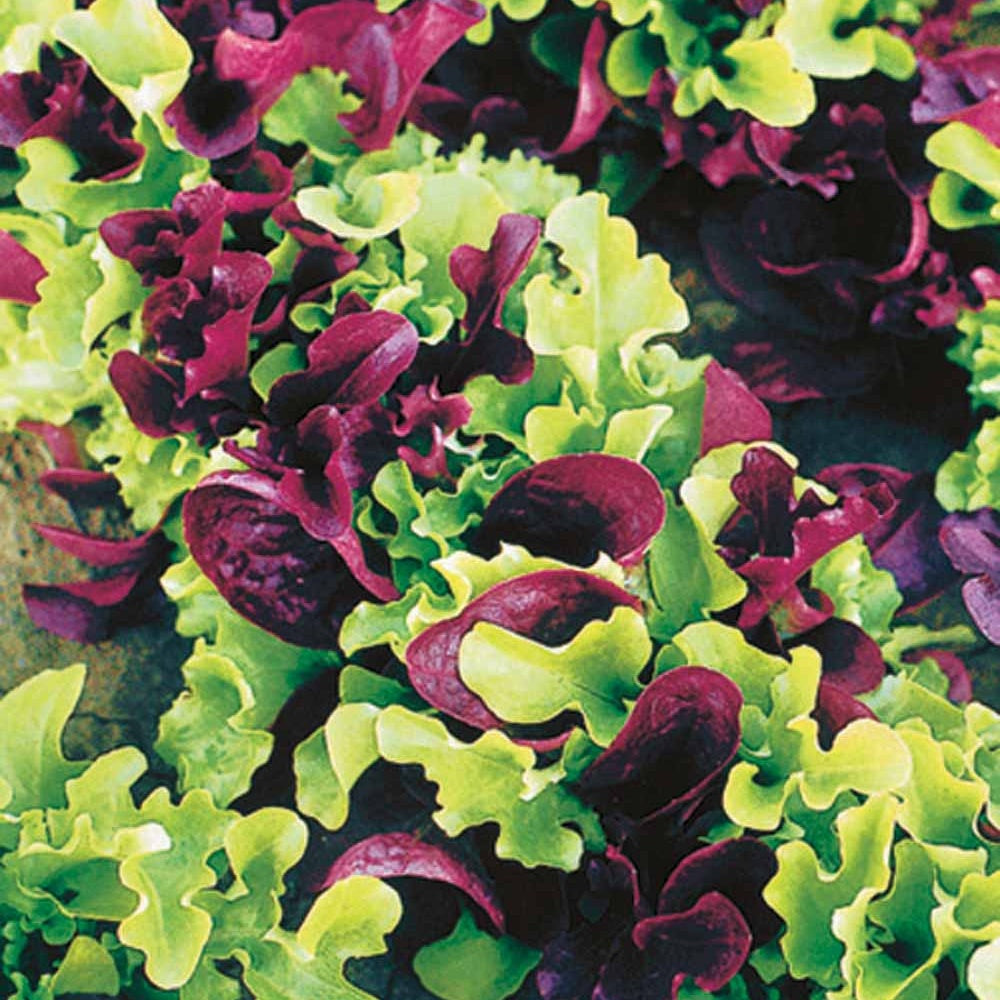 Sla-soorten | Online kopen op Bakker.com