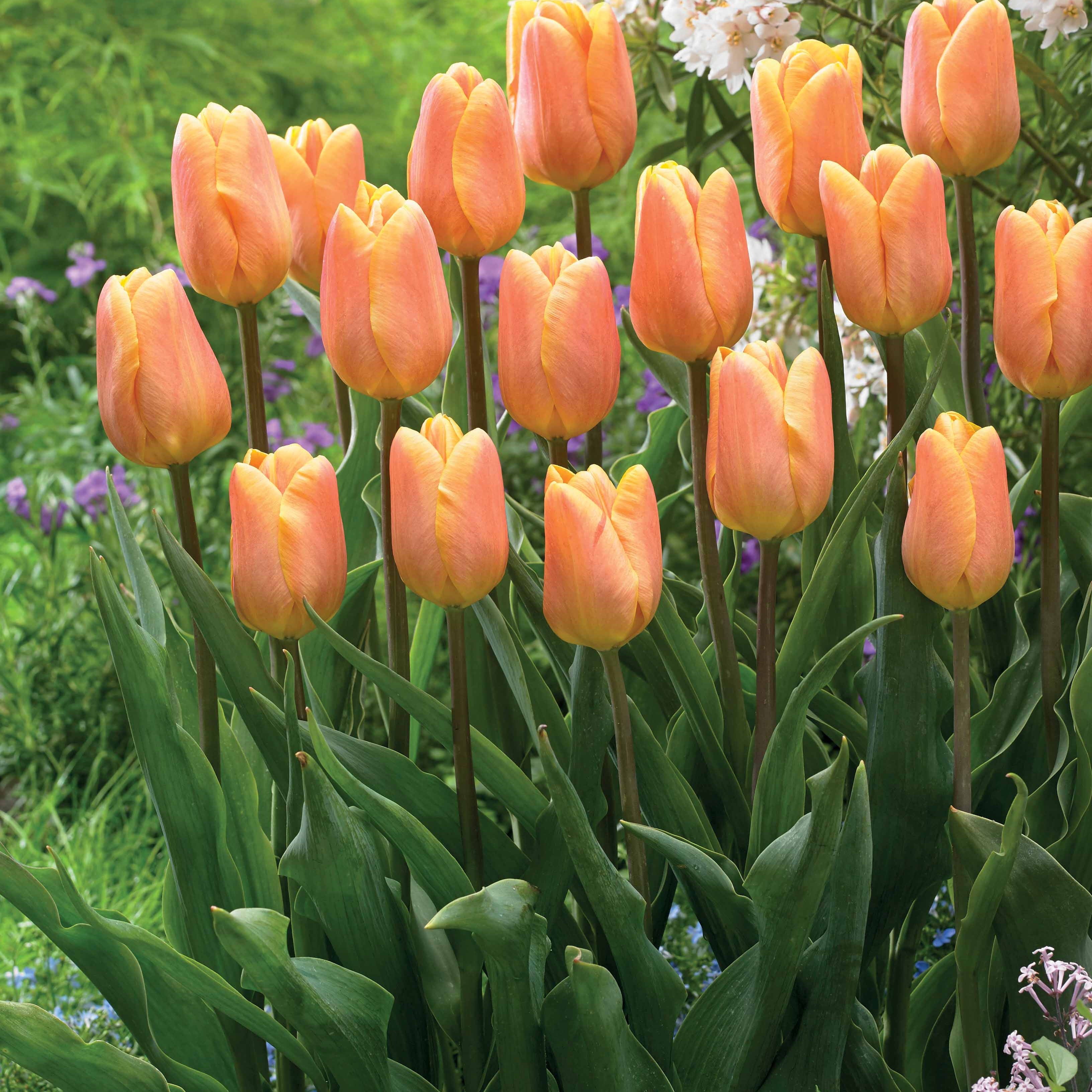 Triumph Tulpen collectie: 'Bellville' + 'Blue Beauty' (x20) – Bakker.com
