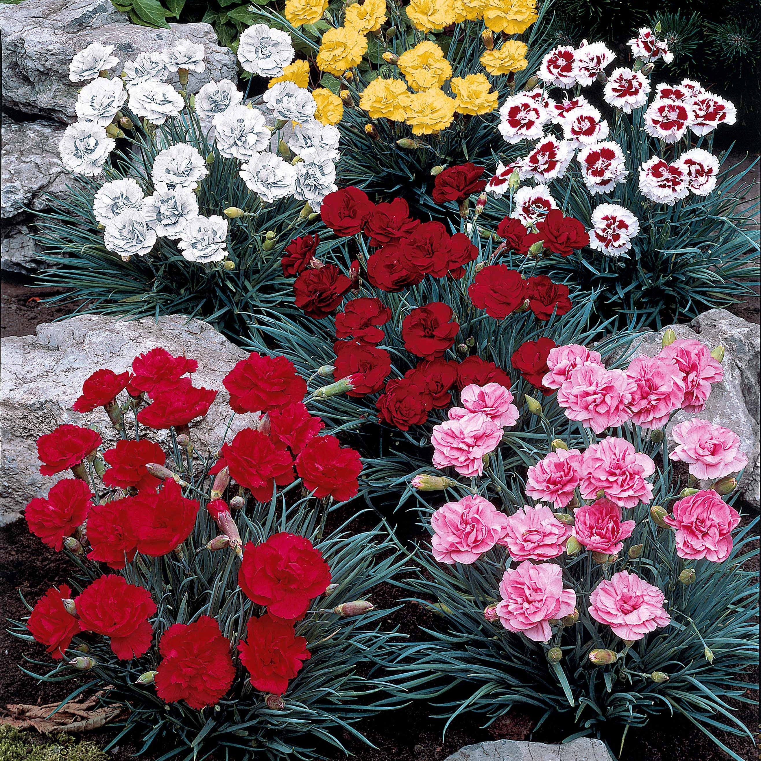 Anjers - Dianthus | Online kopen op Bakker.com